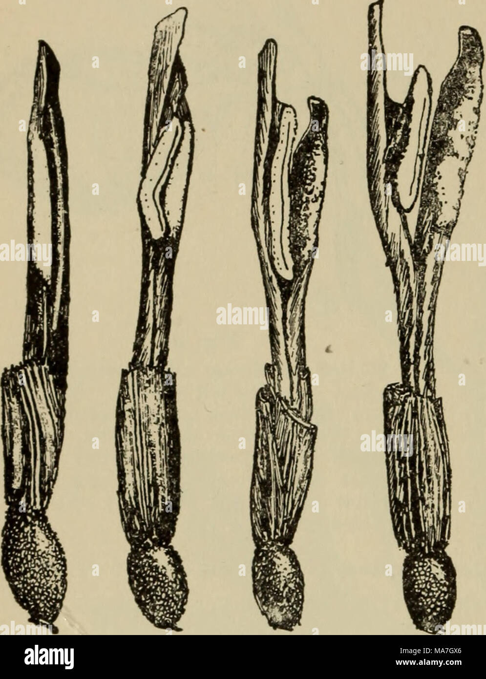 . Elementary botany . Fig. 467. Canna flowers with the perianth removed ...