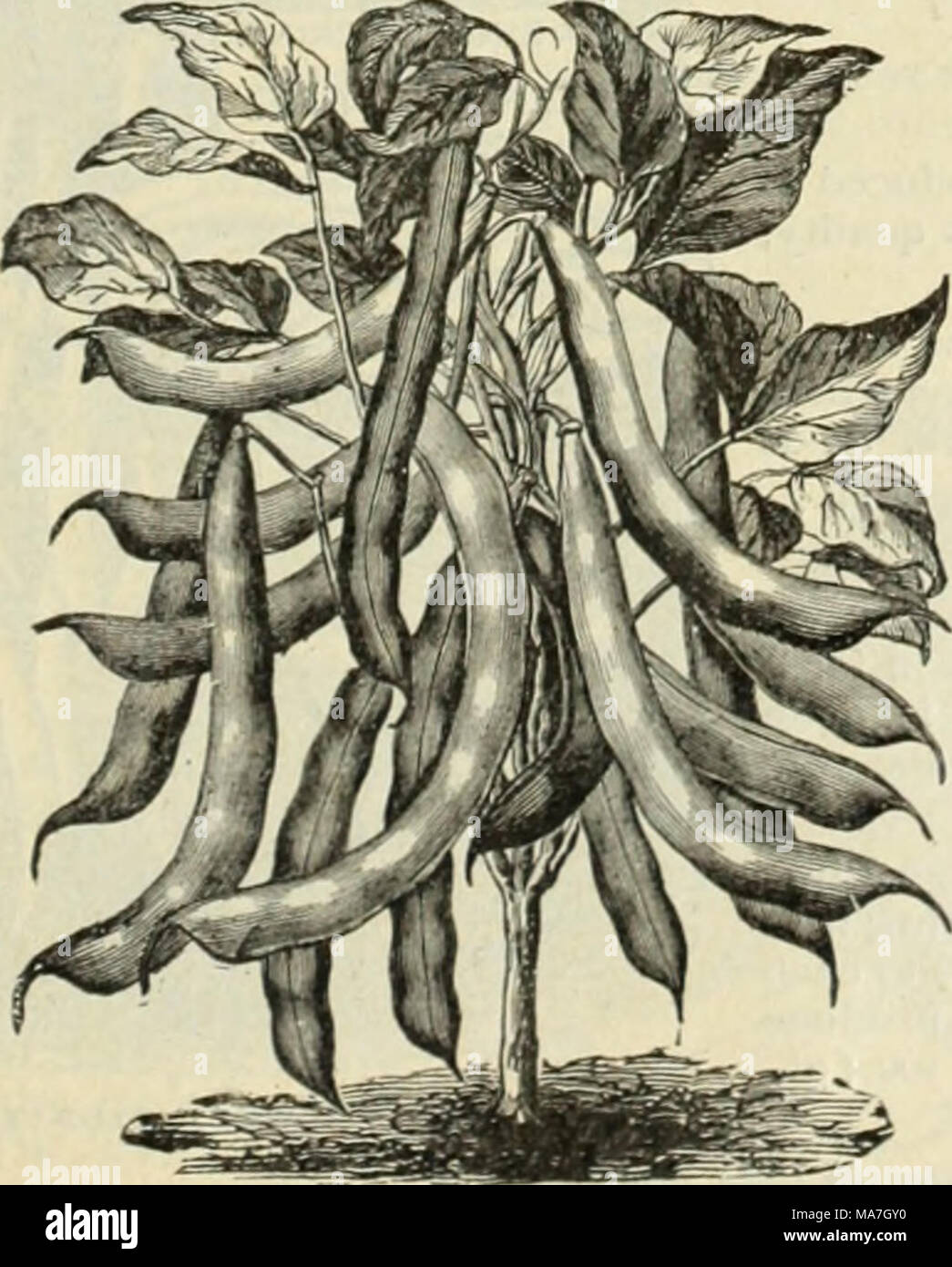 Bushel green beans hi-res stock photography and images - Alamy