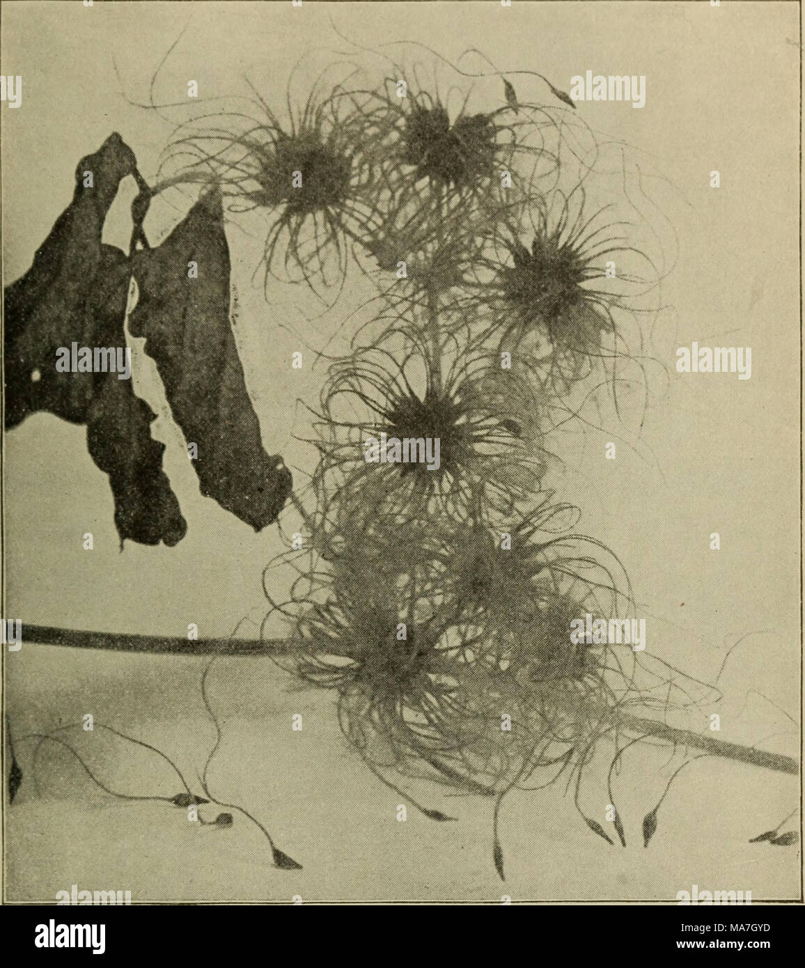 . Elementary botany . Fig. 475- Seed distribution of virgin's bower ...