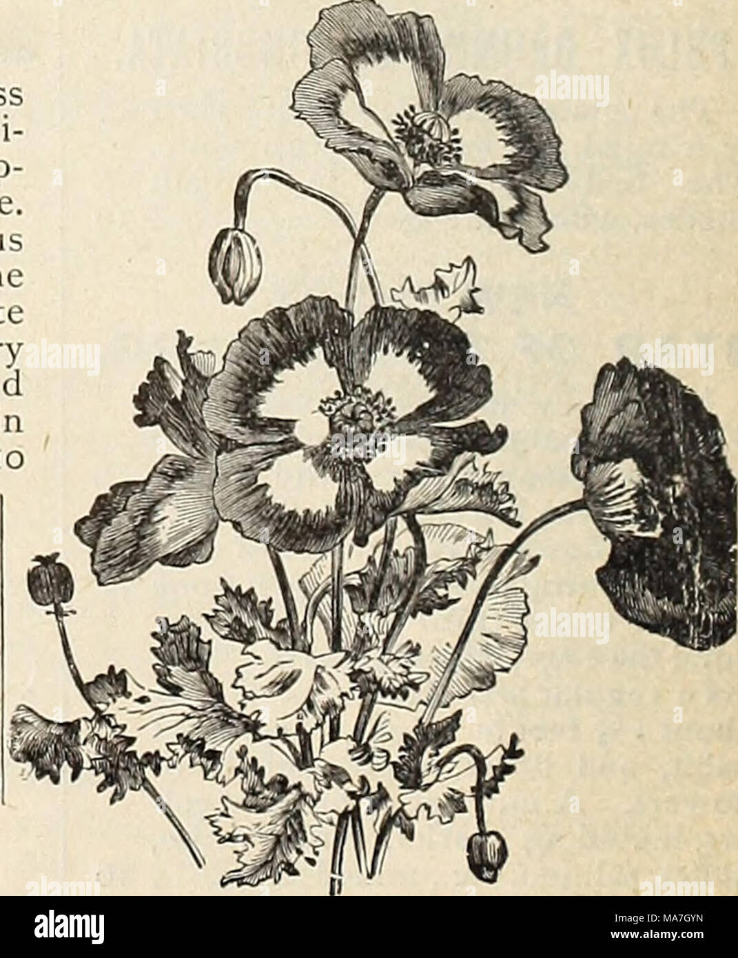 Danebrog hi-res stock photography and images - Alamy