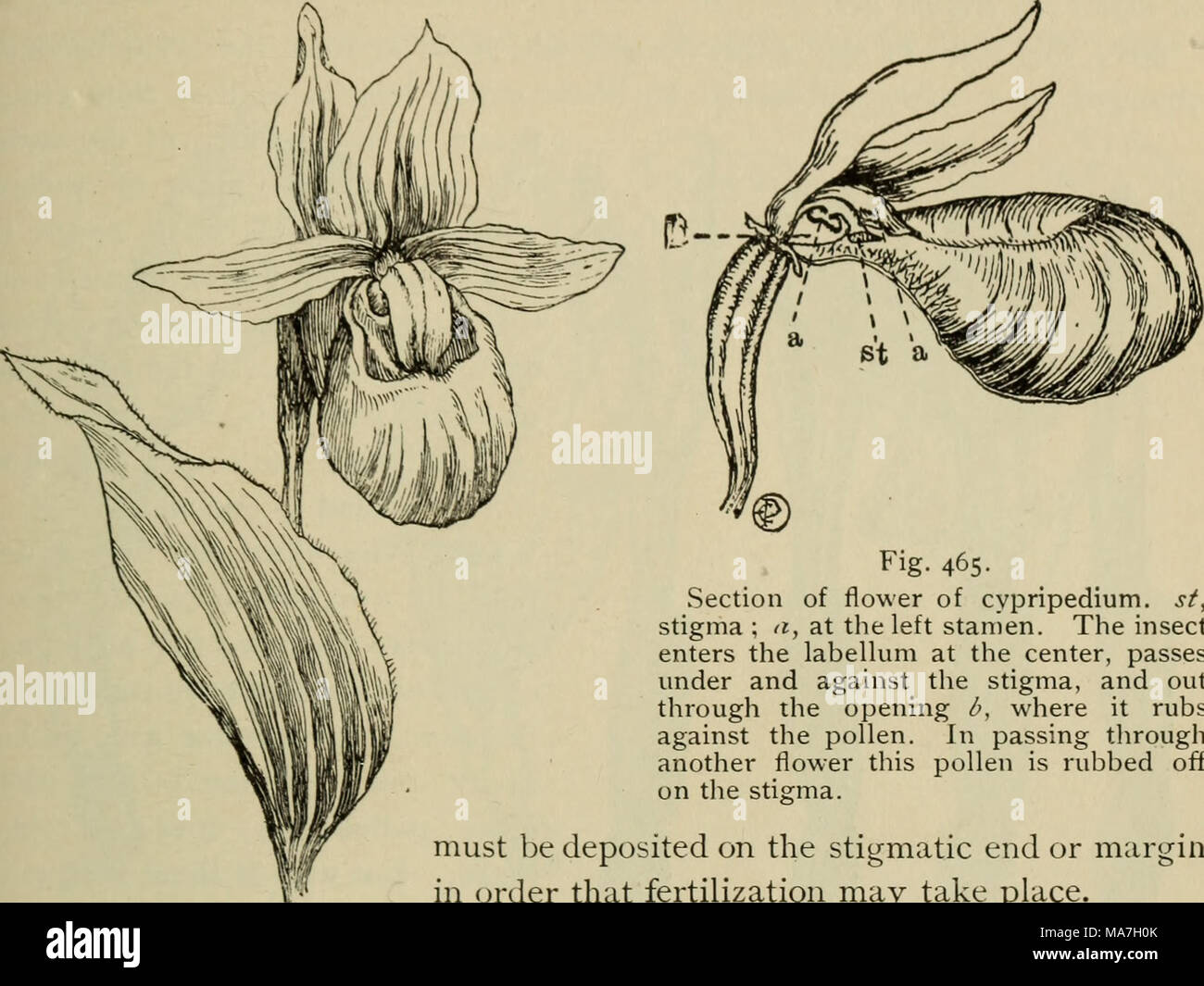 . Elementary botany . Fig. 465. Section of flower of cypripedium. st ...