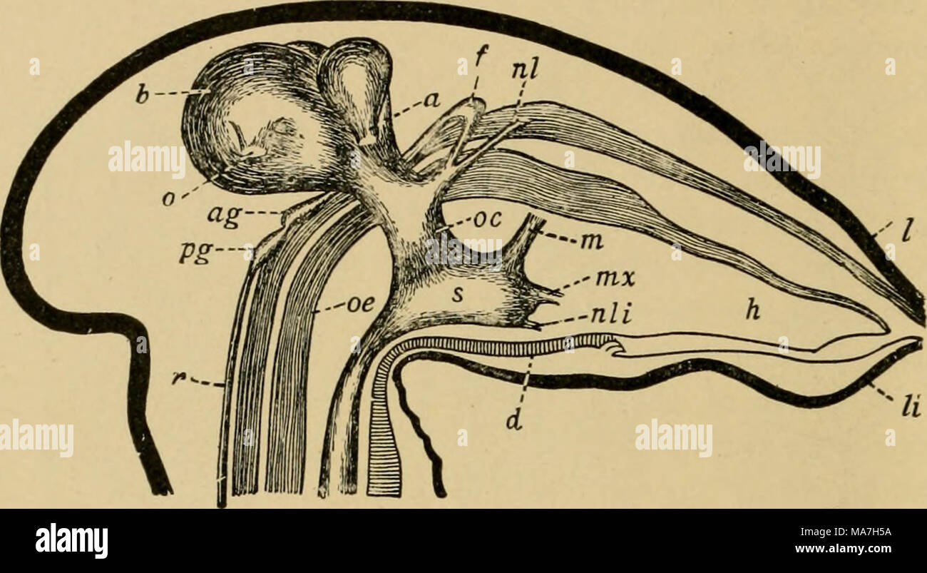 . Elementary entomology . Fig. 43. Nervous system of head of cockroach ...