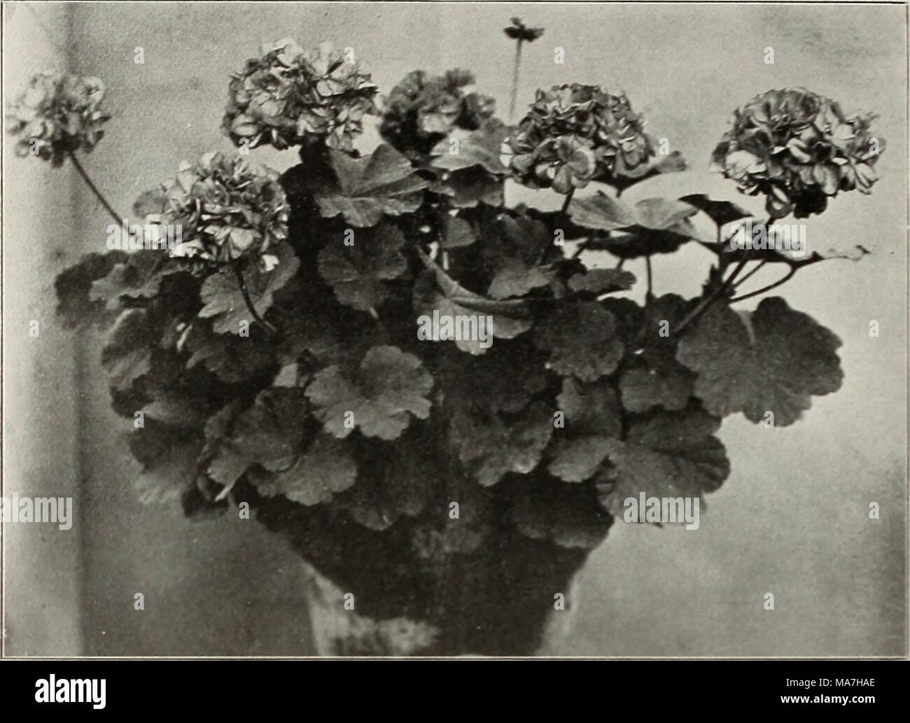 Reflexed shape of the petals hi-res stock photography and images - Alamy