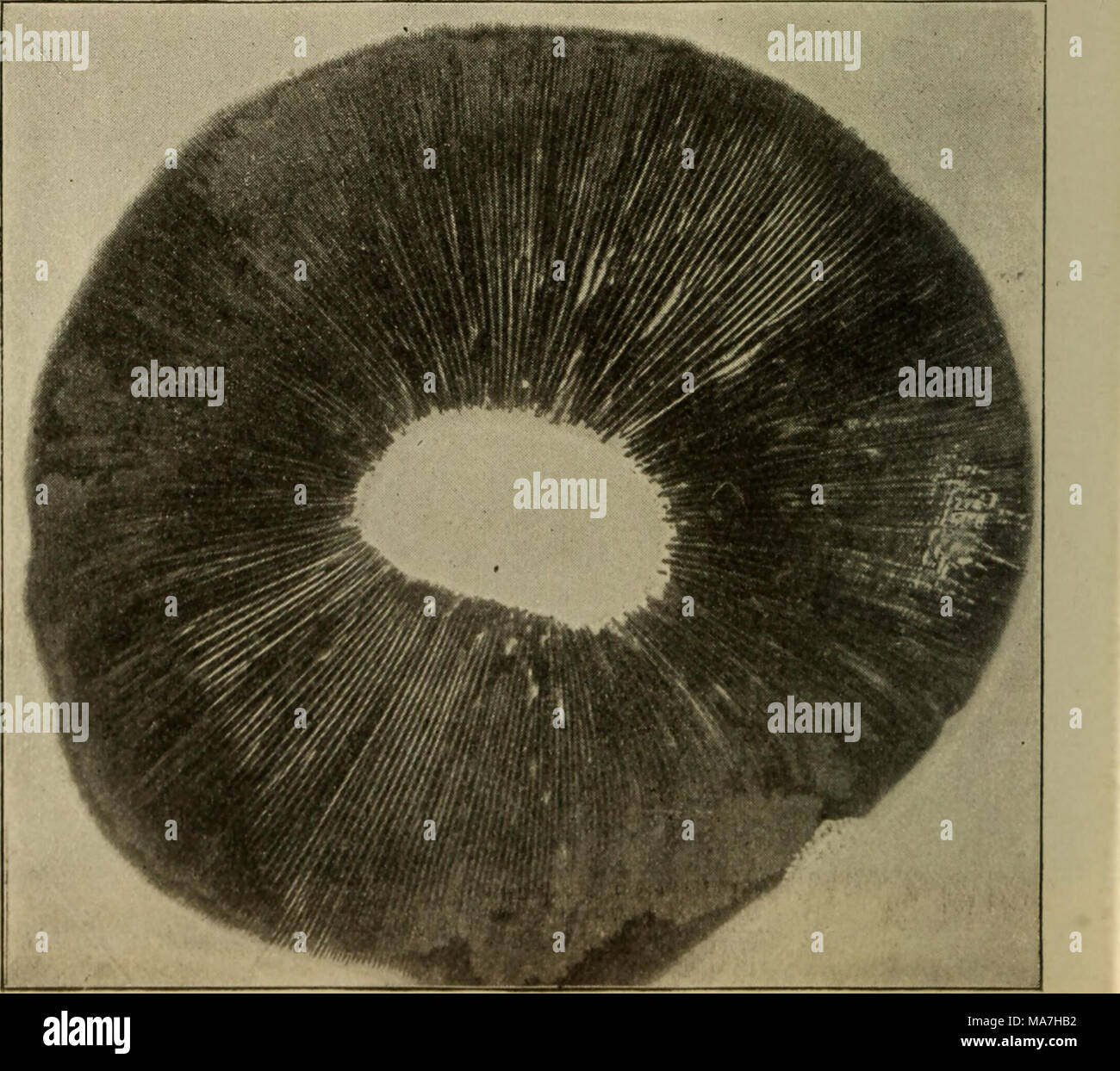 . Elementary botany . Fig. 439. Agaricus campestris ; spore print Stock ...
