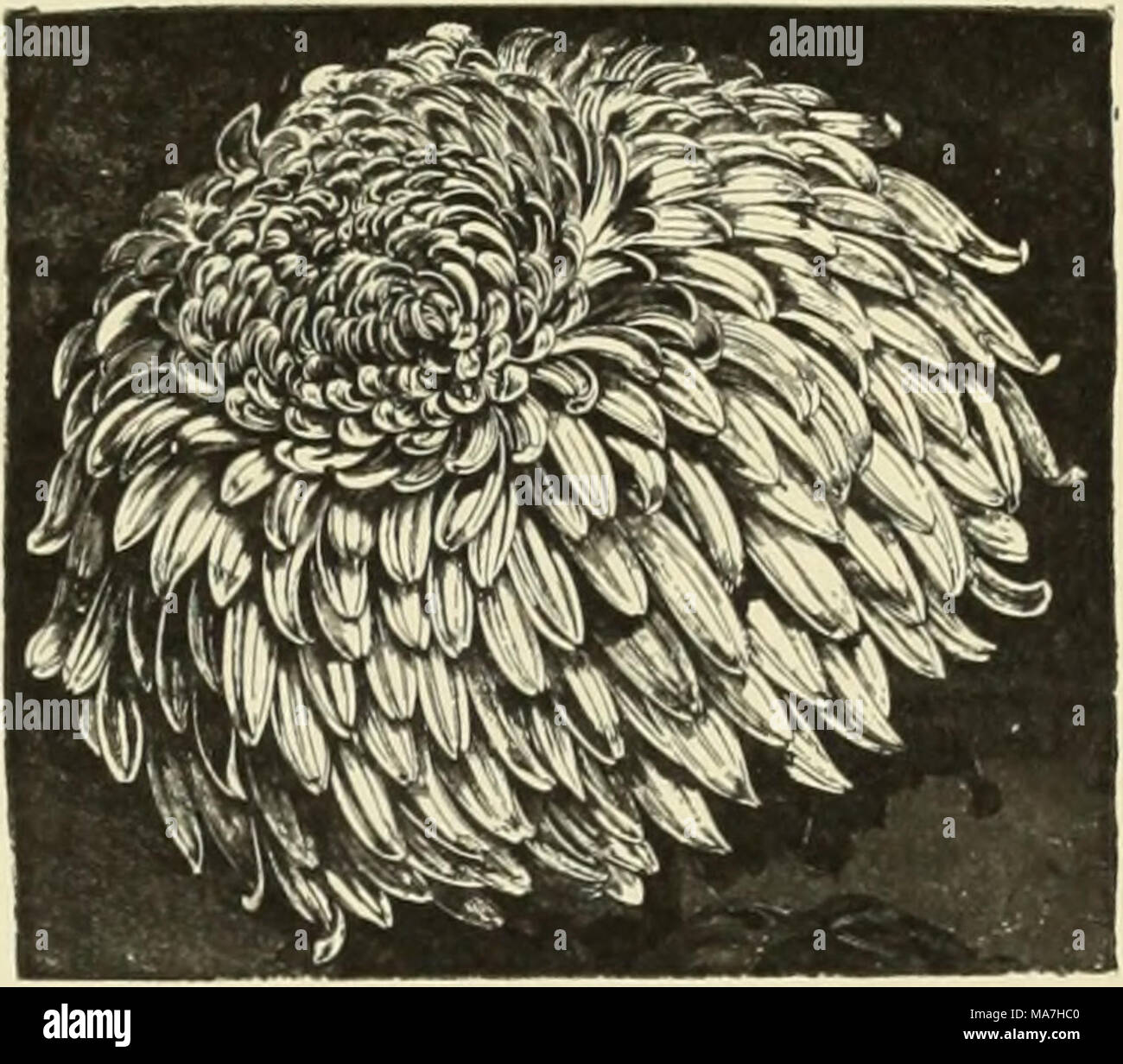 Reflexed shape of the petals hi-res stock photography and images - Alamy