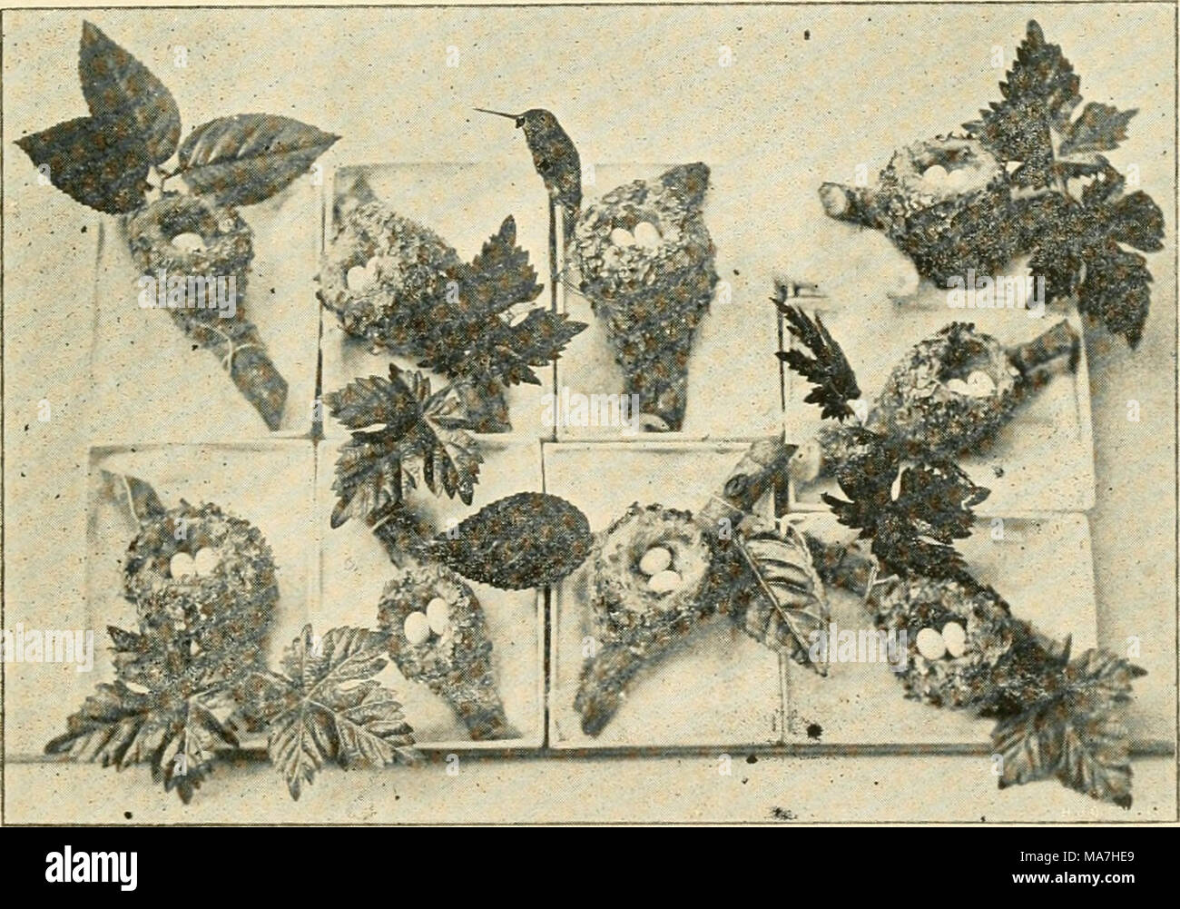 . Eggs of native Pennsylvania birds : a world's fair collection . Nest ...