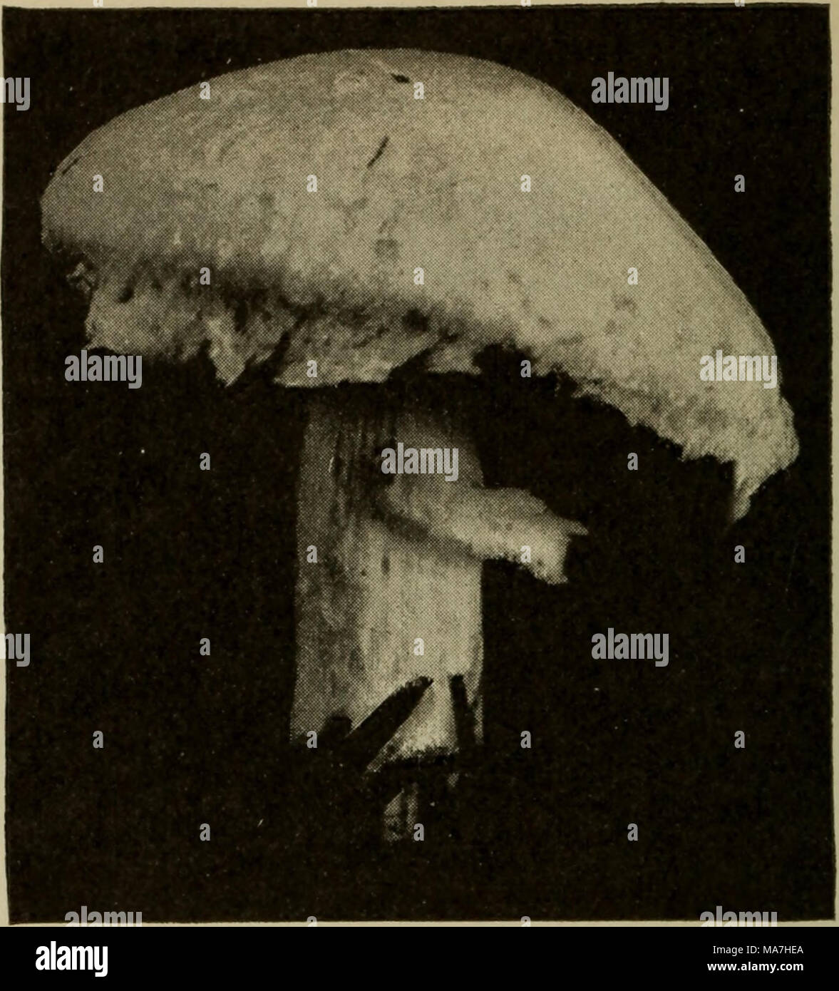 . Elementary botany . Fig. 438. Agaricus campestris ; plant in natural ...