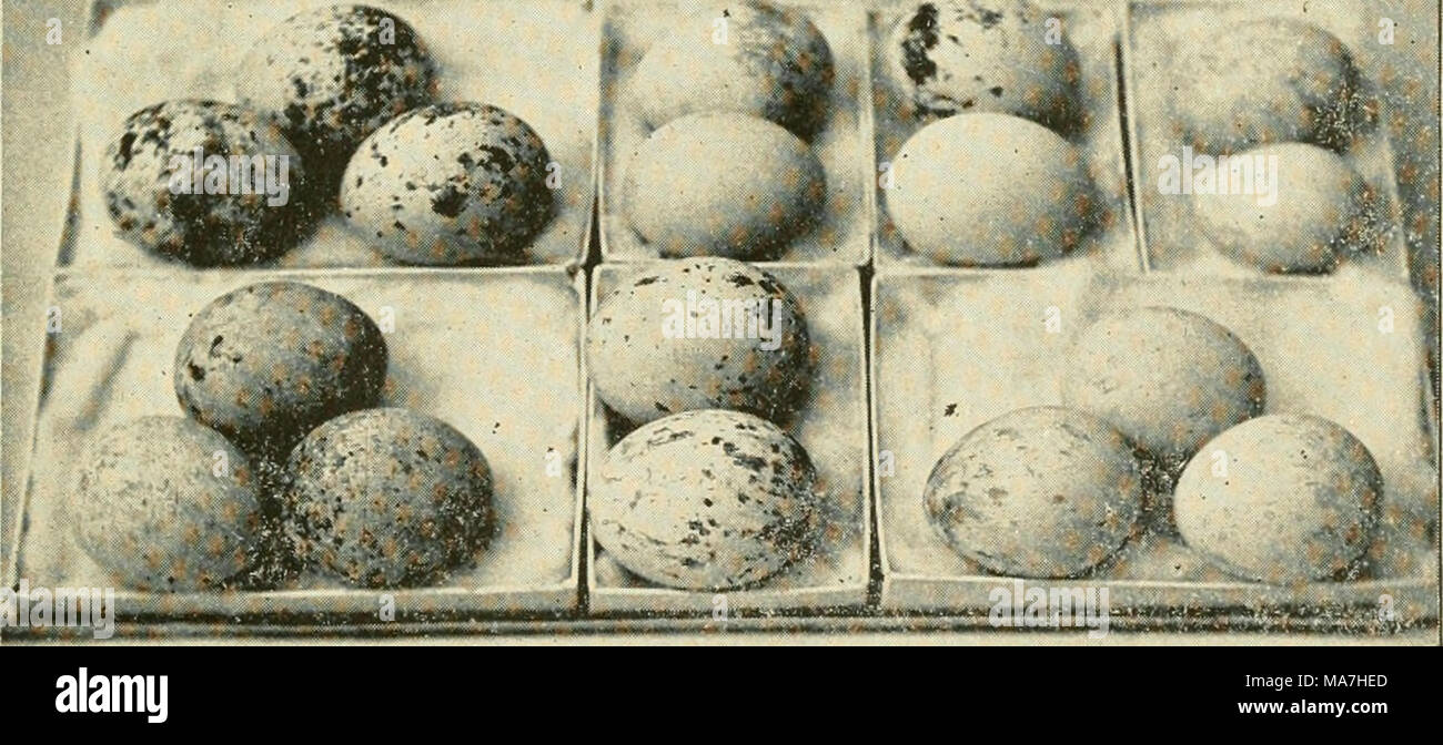 . Eggs of native Pennsylvania birds : a world's fair collection . Butes ...