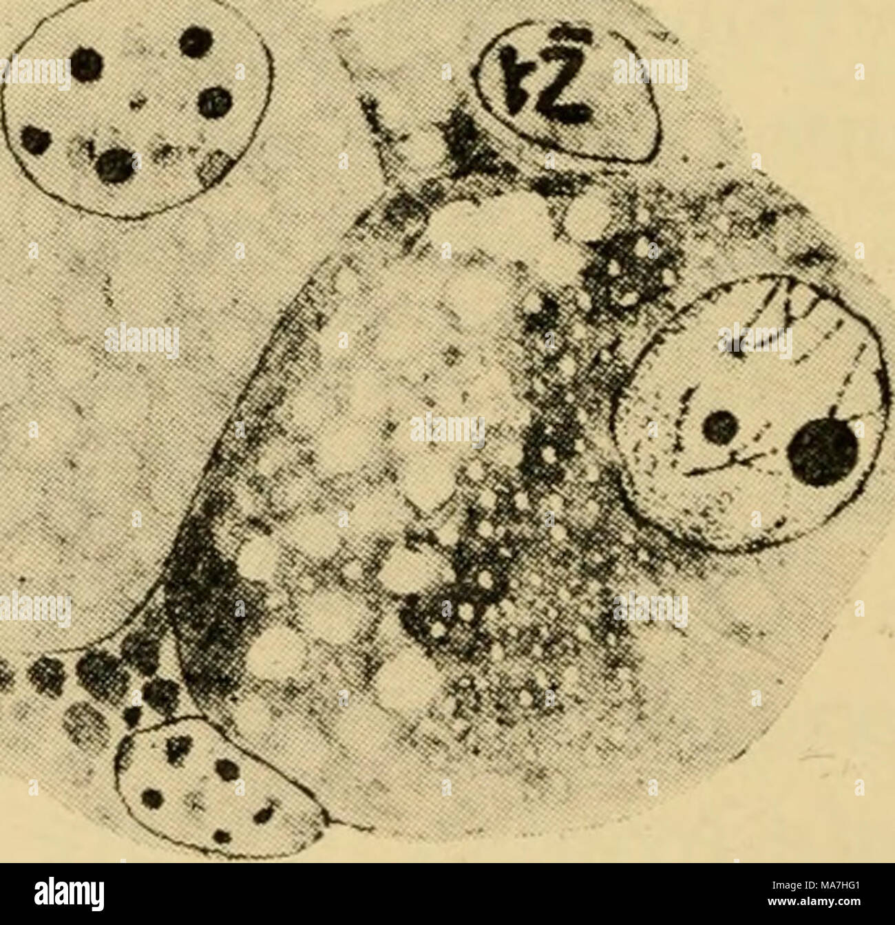Stages of mitosis hi-res stock photography and images - Alamy