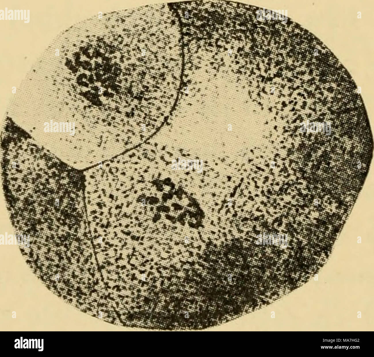 . The eggs of mammals . Fig. 5 'X^« Stock Photo - Alamy