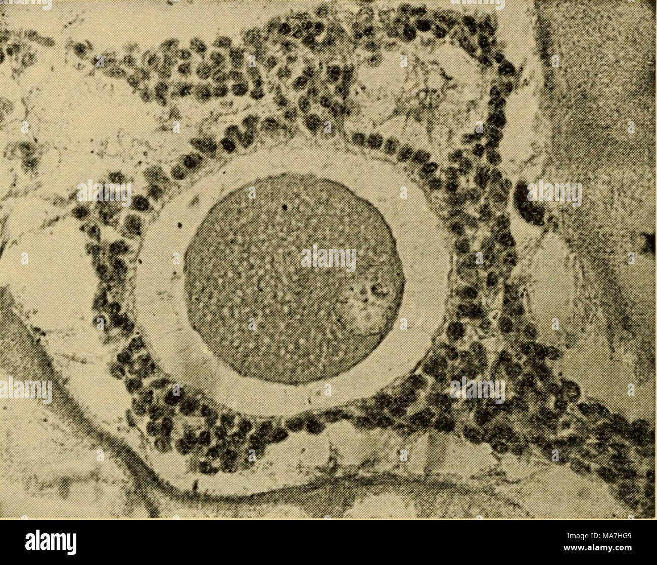 Mammalian ovum hi-res stock photography and images - Alamy