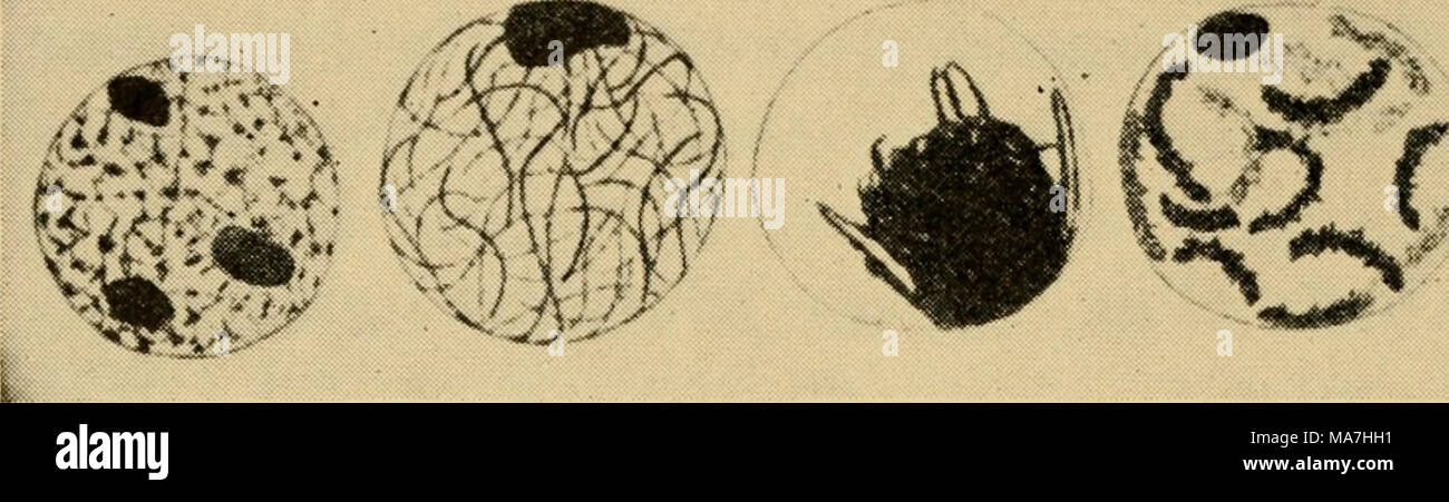 . The eggs of mammals . Fig. 1 Fig. 2 Fig. 3 Fig. 4 Fig. 5 Fig. 6 f ...