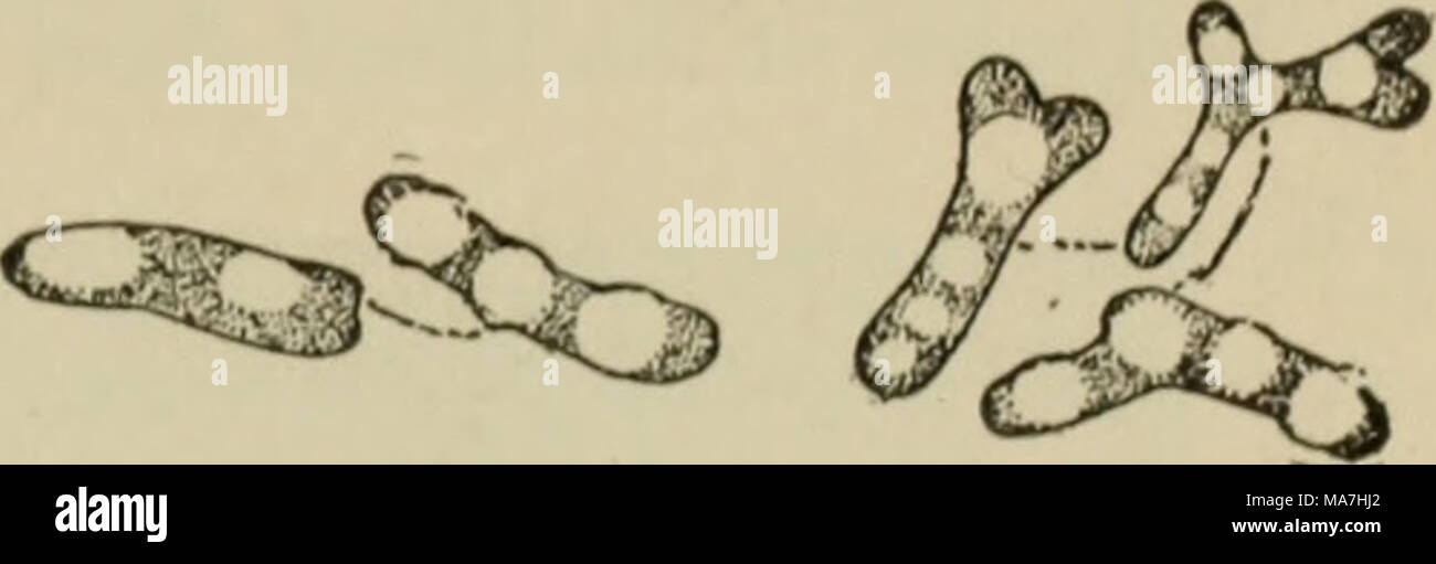 Root tubercle hi-res stock photography and images - Alamy