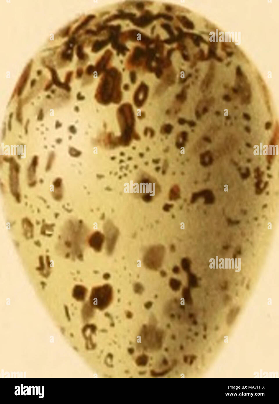 . Eggs of British birds, with an account of their breeding-habits ...