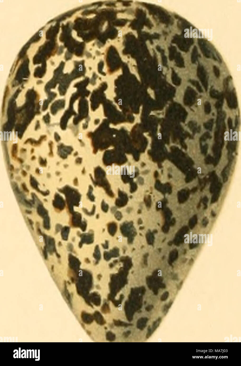 American golden plover eggs hi-res stock photography and images - Alamy