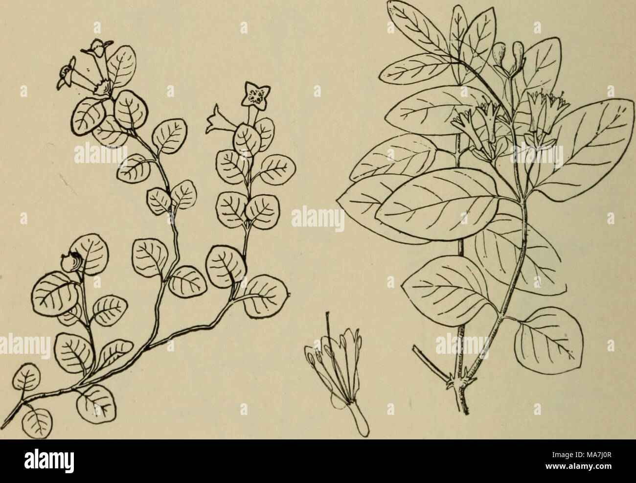 Tubular base to corolla hi-res stock photography and images - Alamy