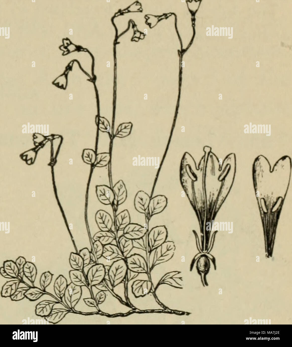 Crenate margin hi-res stock photography and images - Alamy