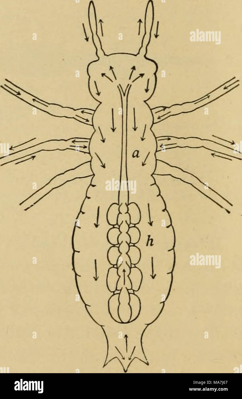 . Elementary entomology . Fig. 37. Diagram to indicate the course of ...