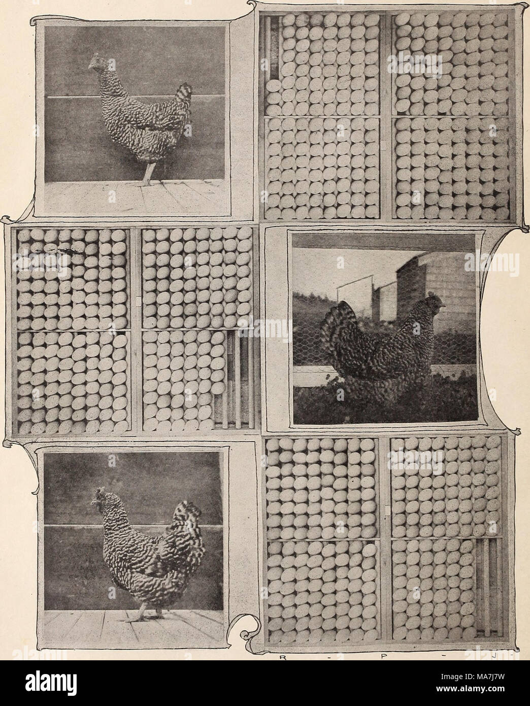 . Eggs and egg farms : Trustworthy information regarding the successful ...