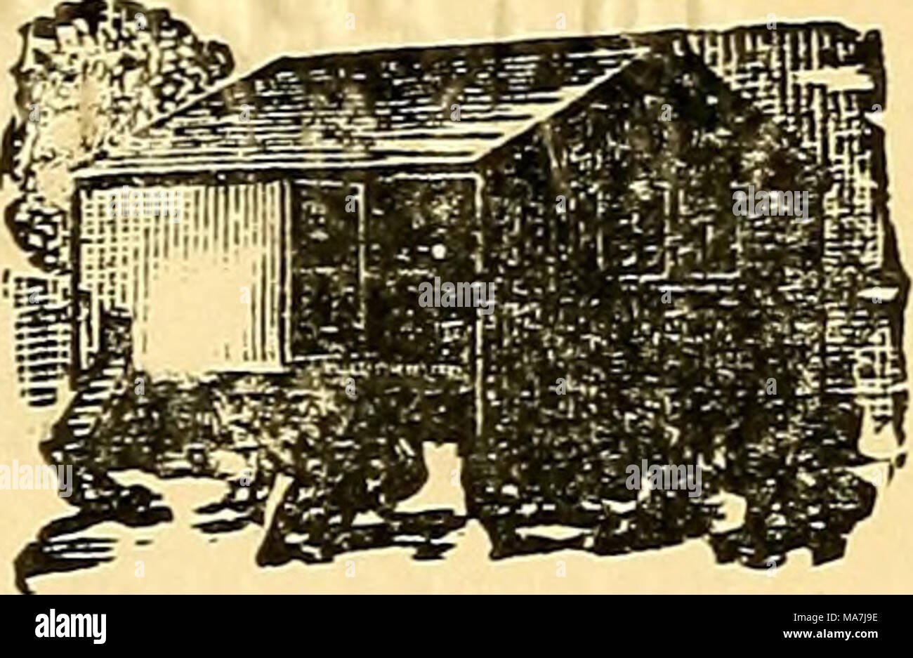 . Egg and poultry raising at home Stock Photo - Alamy