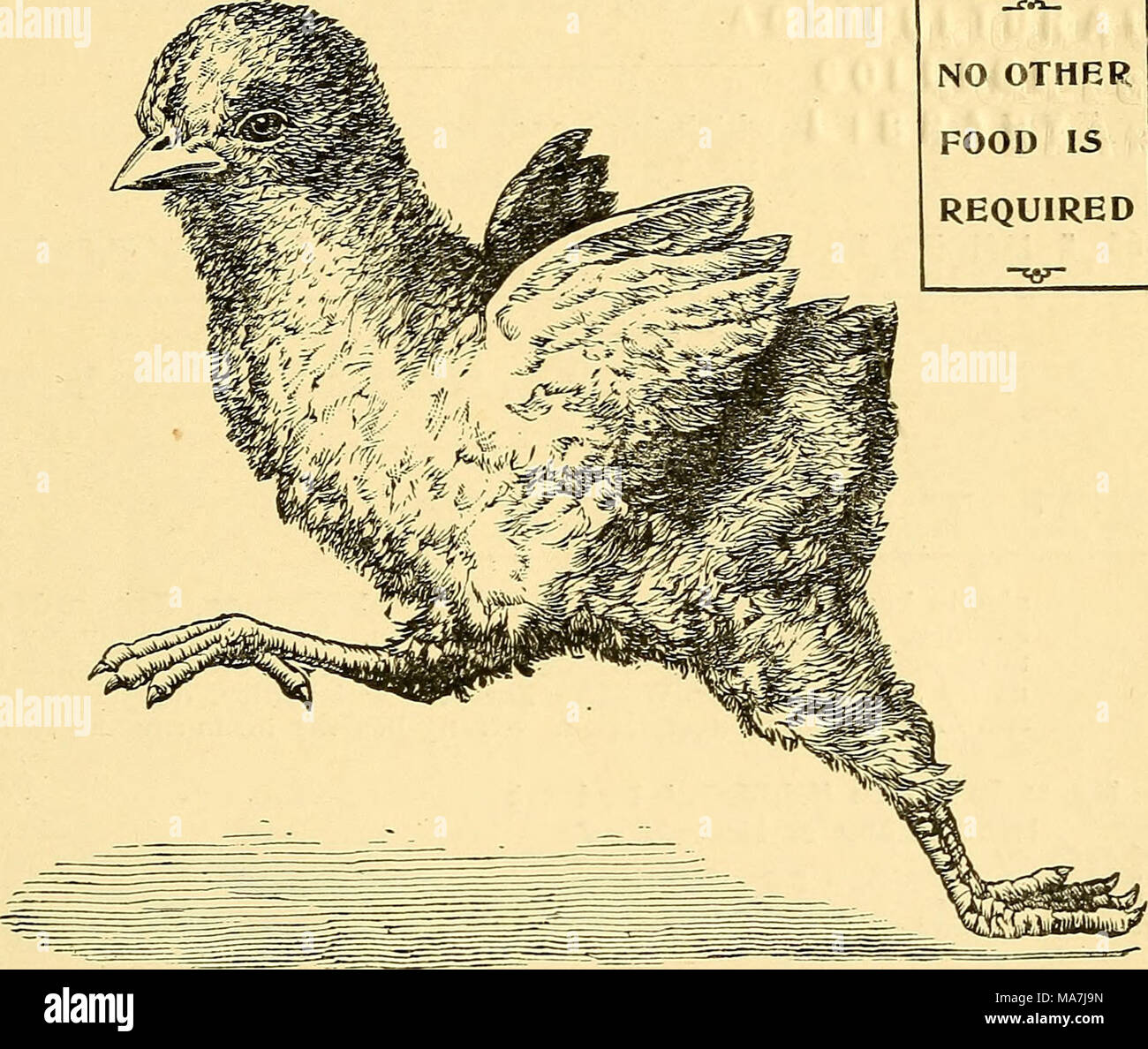 . Egg and poultry raising at home . THIS Food should be fed dry, and is ...