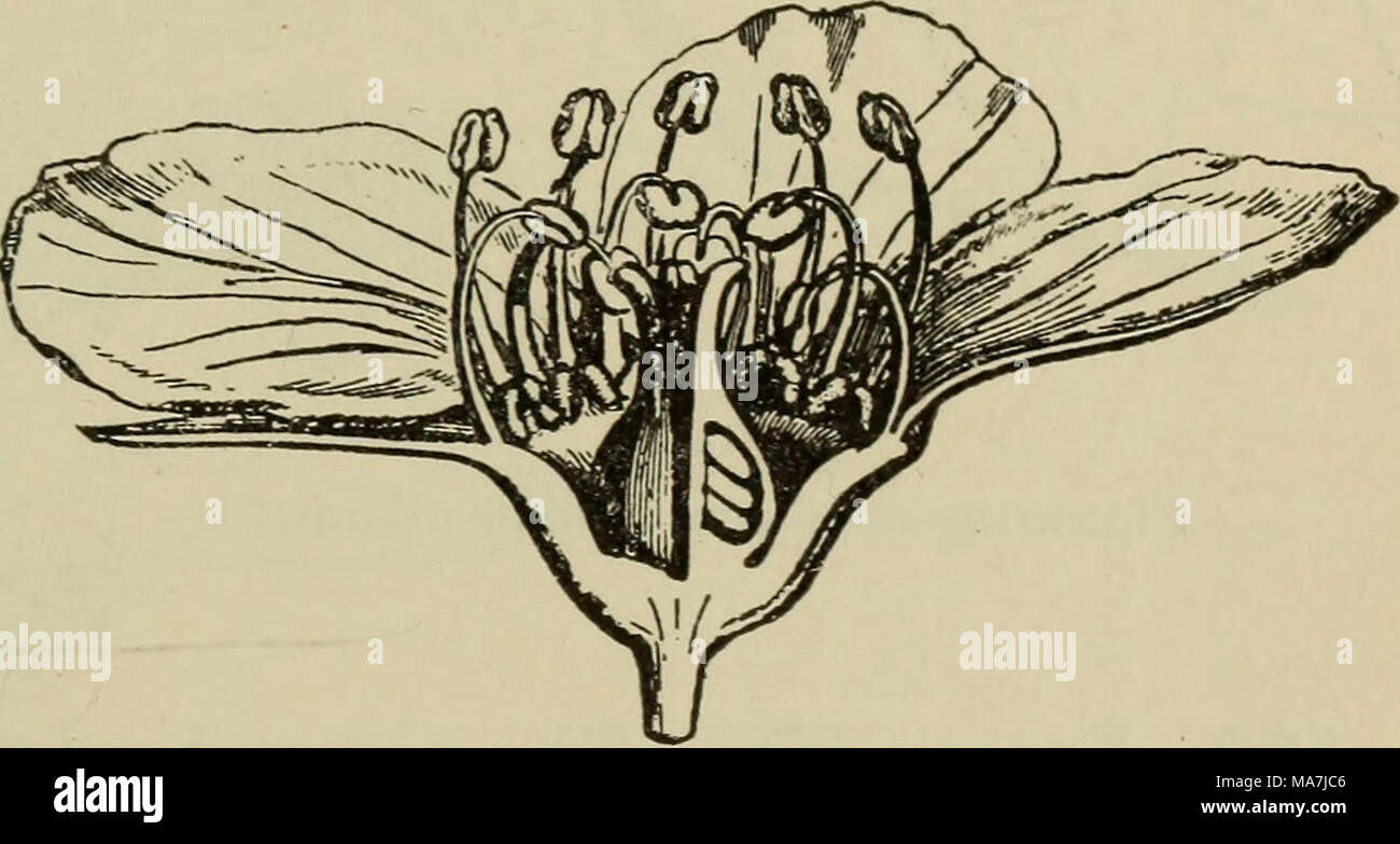 . Elementary botany . Fig. 362. Perigynous flower of spiraea (S ...