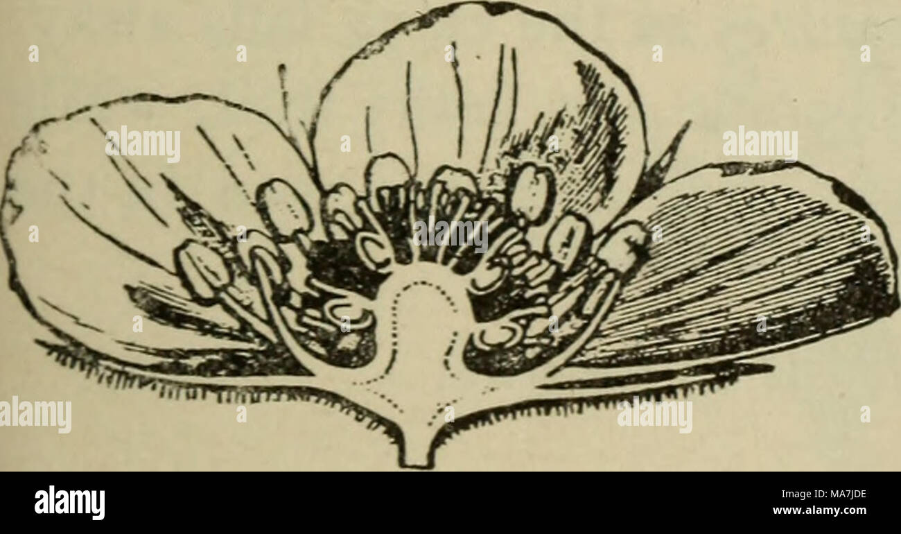 . Elementary botany . Fig. 363- Flower of Fragaria vesca with columnar ...