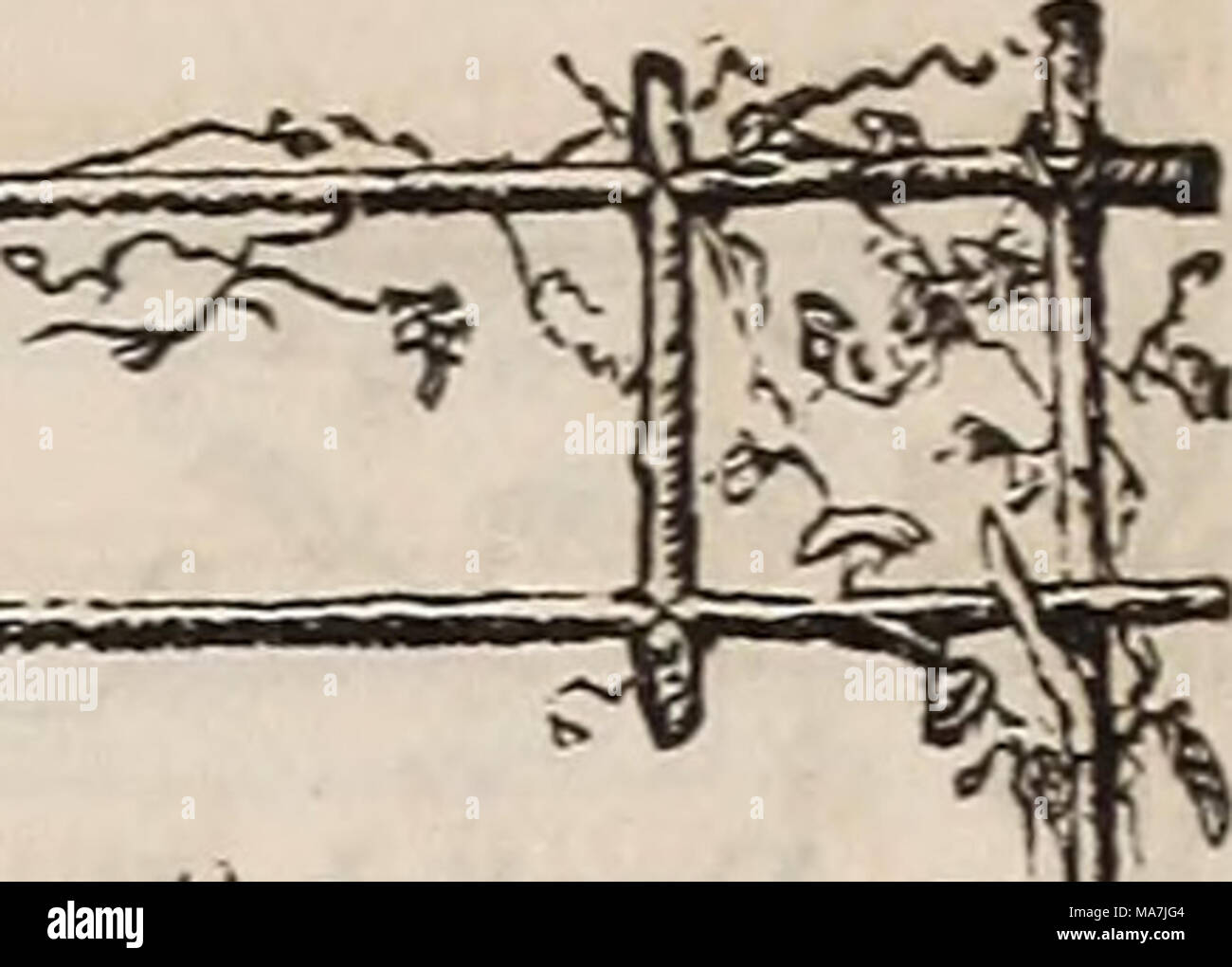 Spatulate leaves hi-res stock photography and images - Alamy