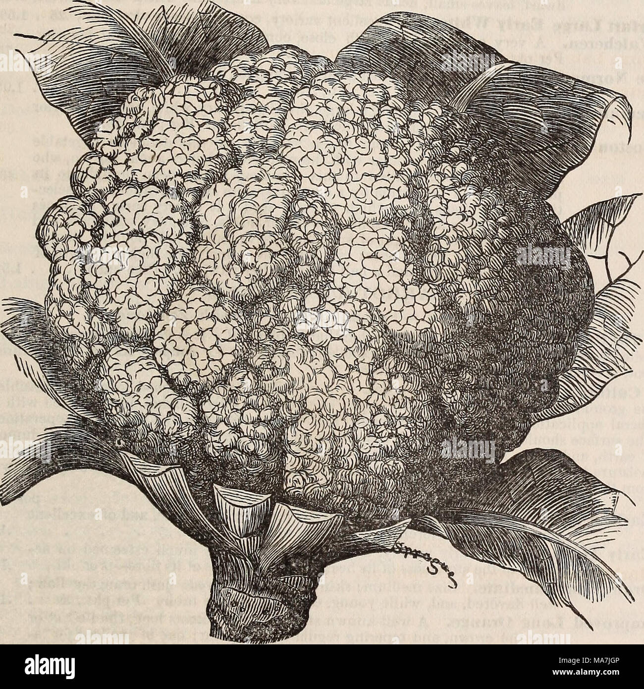 Coliflor brassica oleracea botrytis hi-res stock photography and images ...