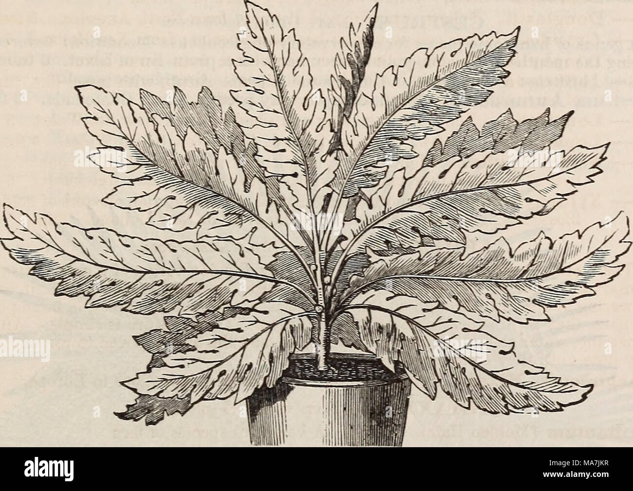 E. Fred Washburn's amateur cultivator's guide to the flower & kitchen ...