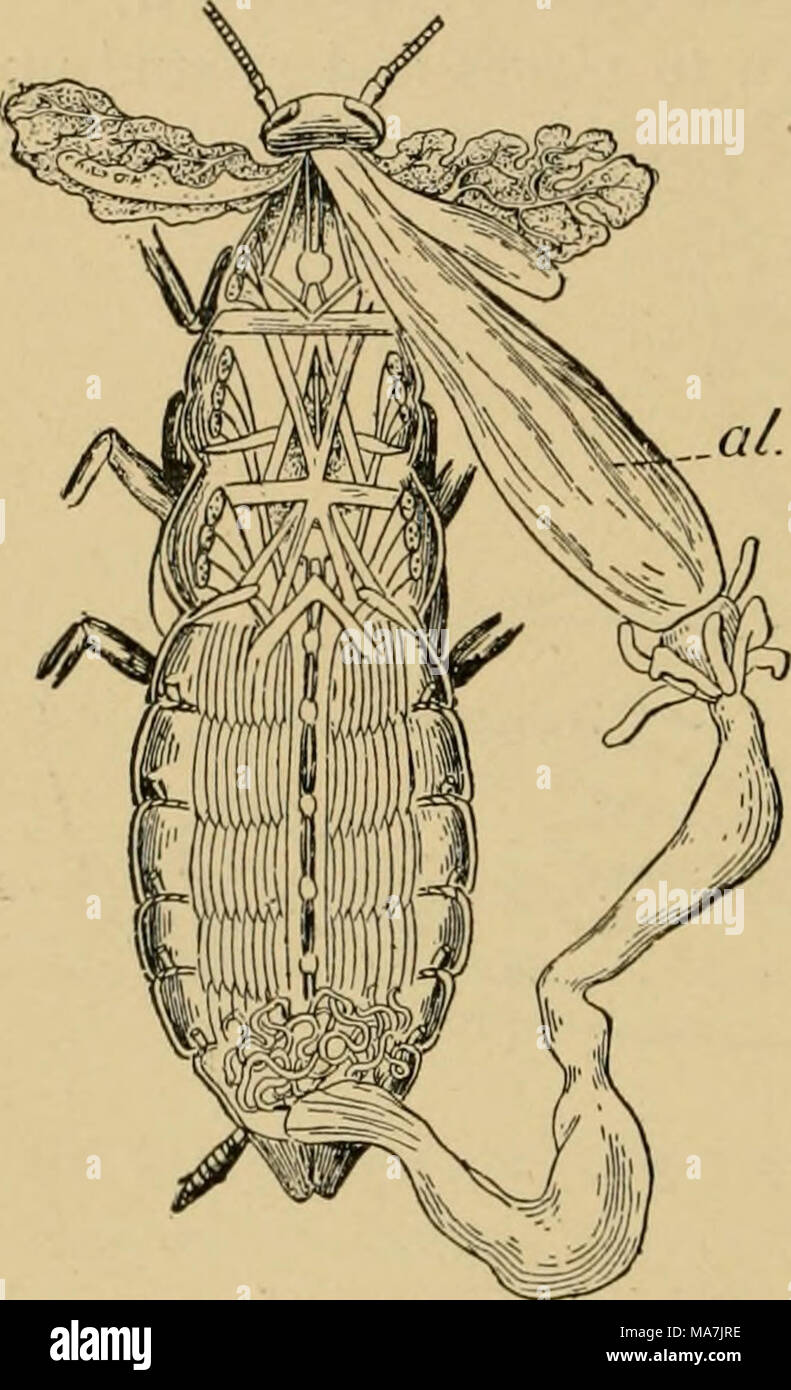 . Elementary entomology . Fig. 34. Cockroach dissected to show ...
