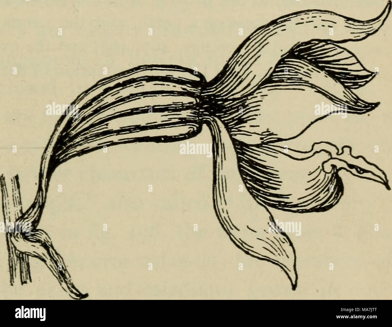Inferior ovary hi-res stock photography and images - Alamy