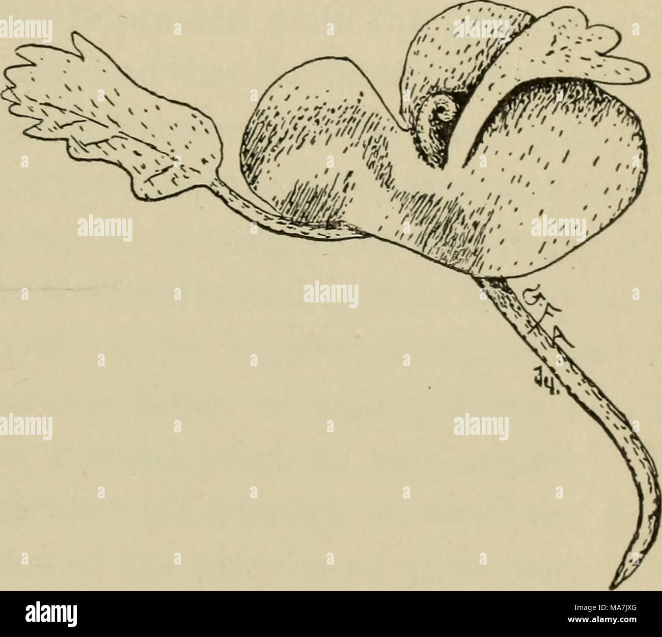 Pteris cretica hi-res stock photography and images - Alamy