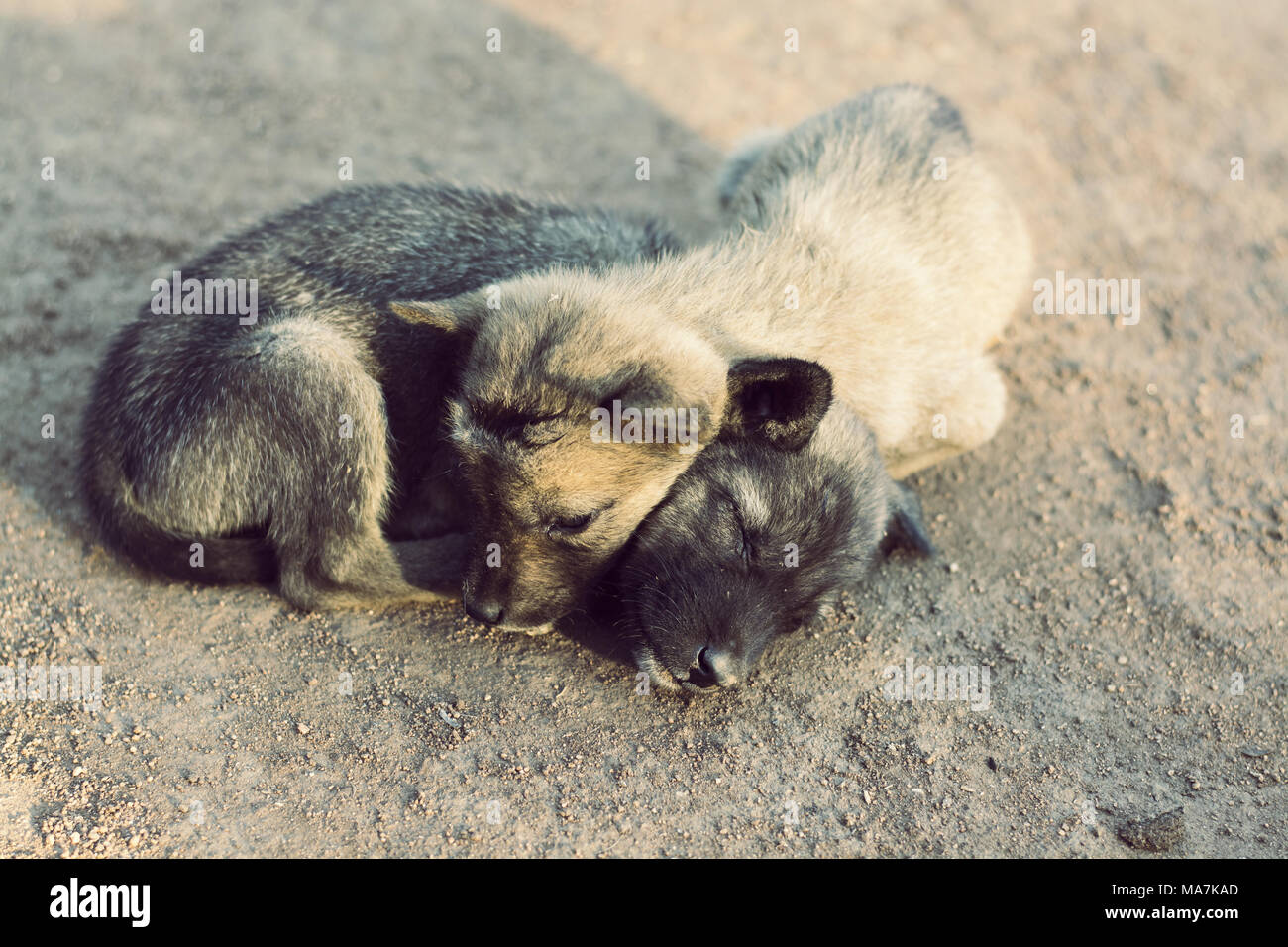 Two dogs sleeping together in the winter Stock Photo - Alamy