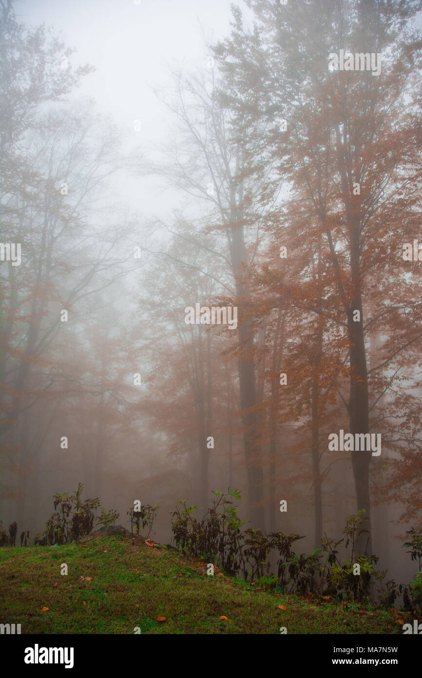 Trees middle east forest hi-res stock photography and images - Alamy