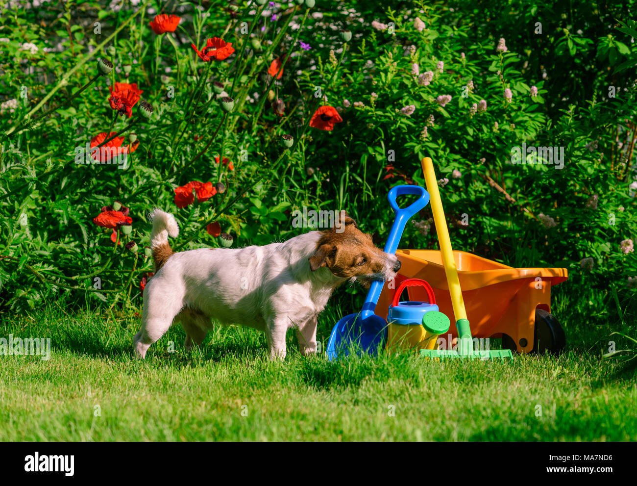 Dog at backyard lawn with garden tools fetches shovel Stock Photo - Alamy