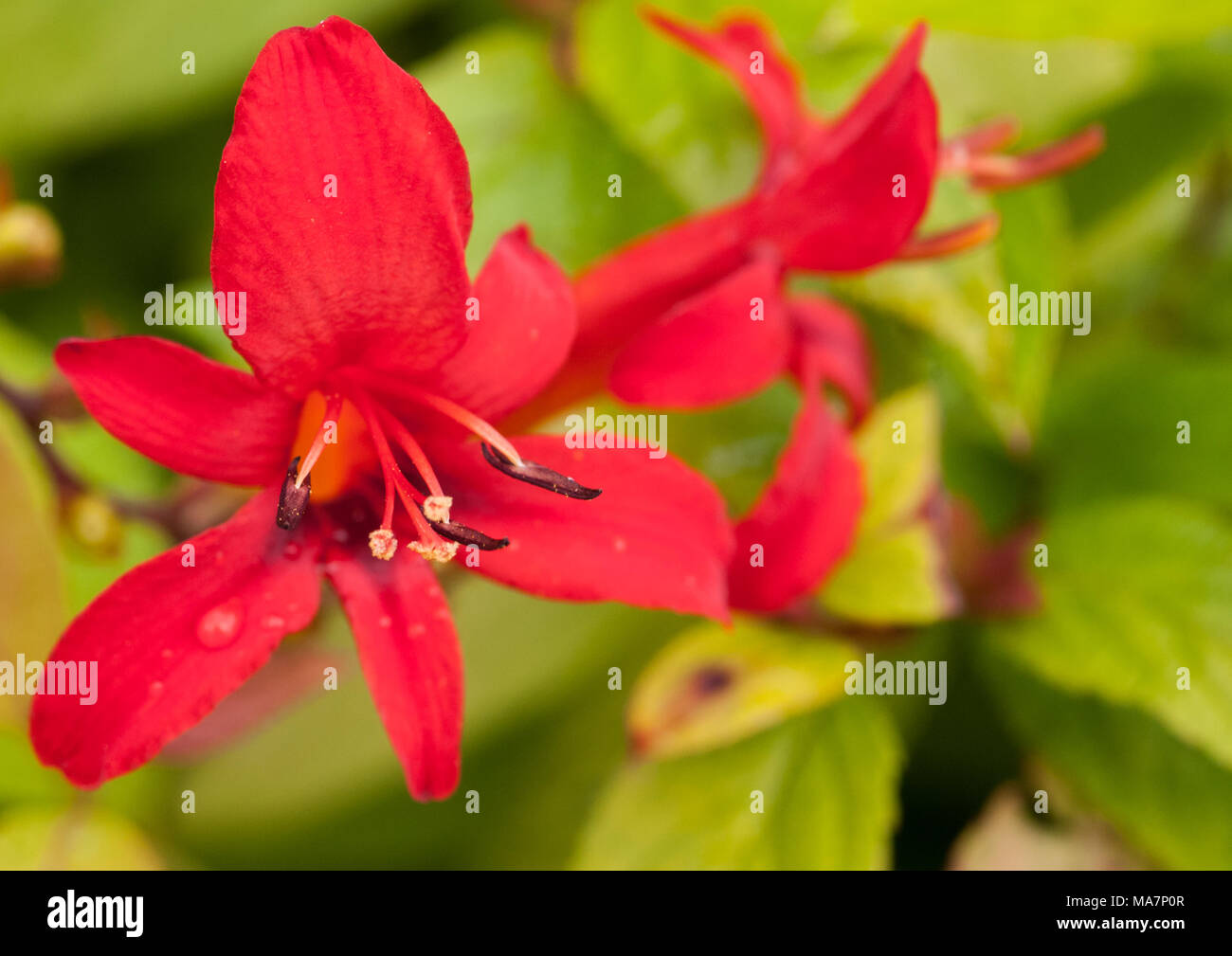 Fiery red flora hi-res stock photography and images - Alamy