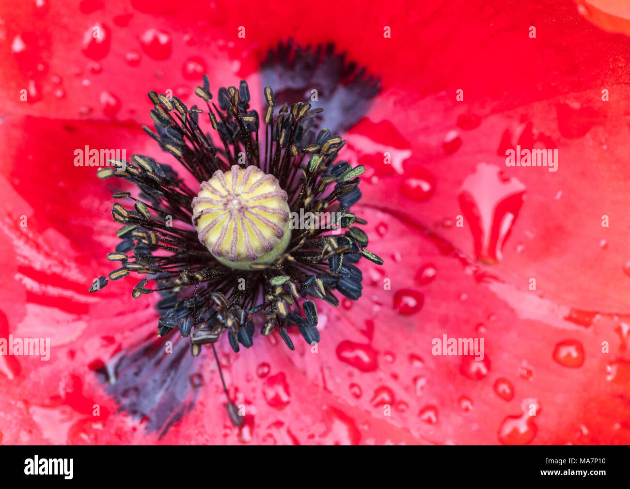 Centre of a poppy hi-res stock photography and images - Alamy