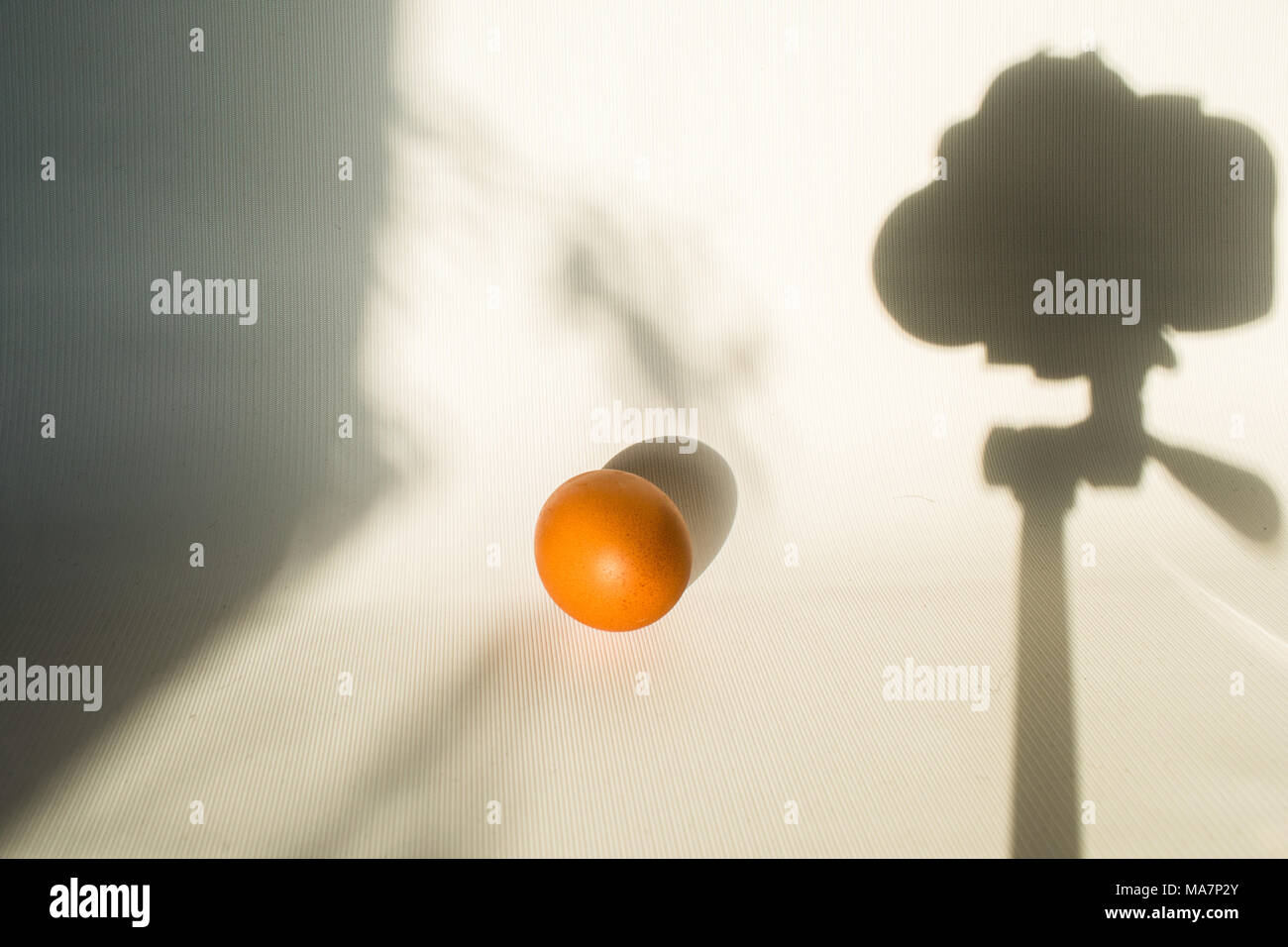 egg on white background against camera shadow Stock Photo - Alamy