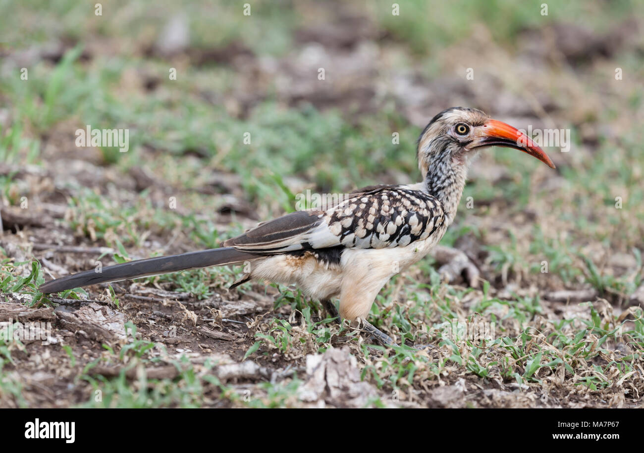 Southern Red-billed Hornbill, Tockus rufirostris, in Kruger NP, South ...