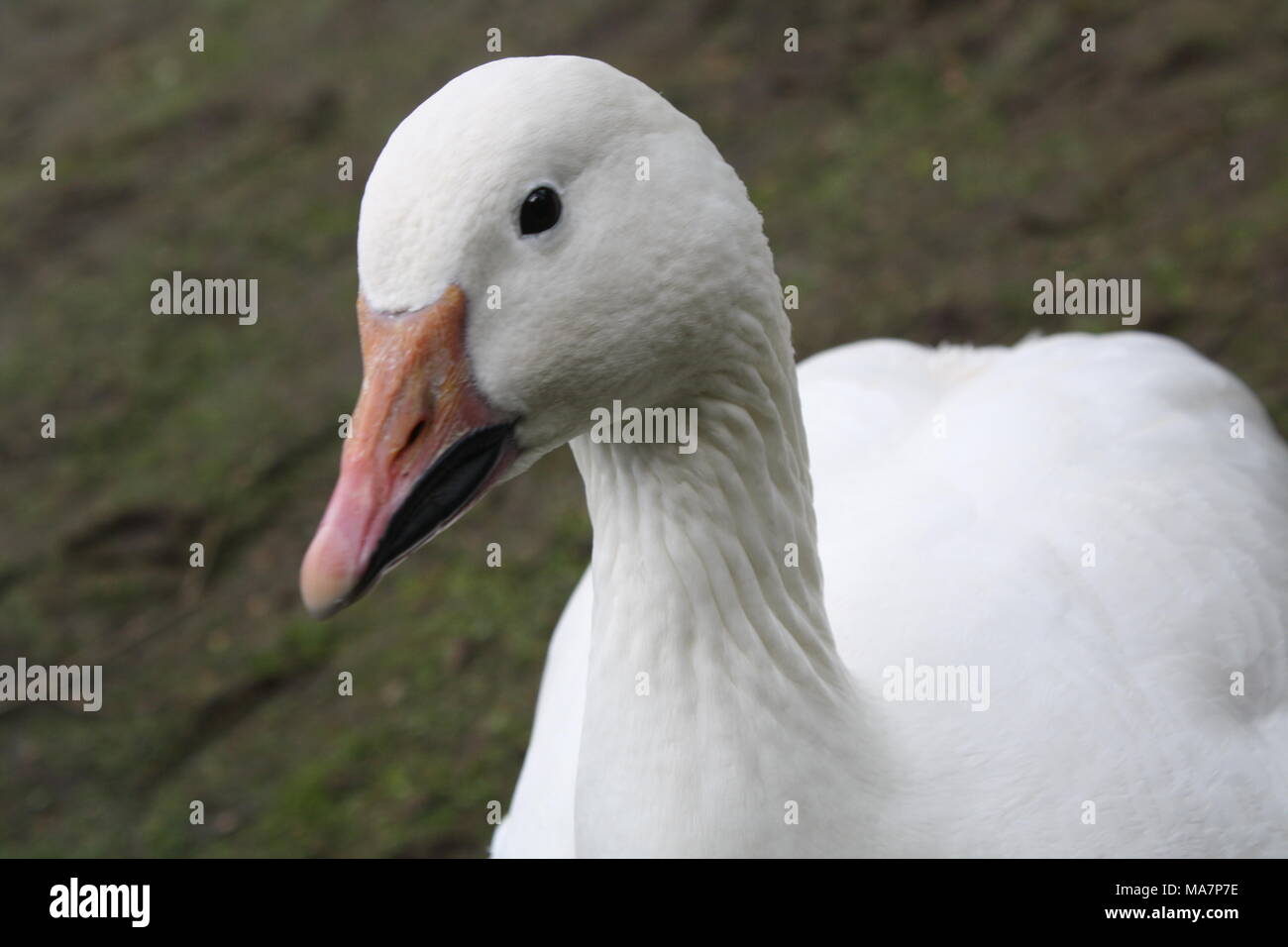 Smiling goose hi-res stock photography and images - Alamy