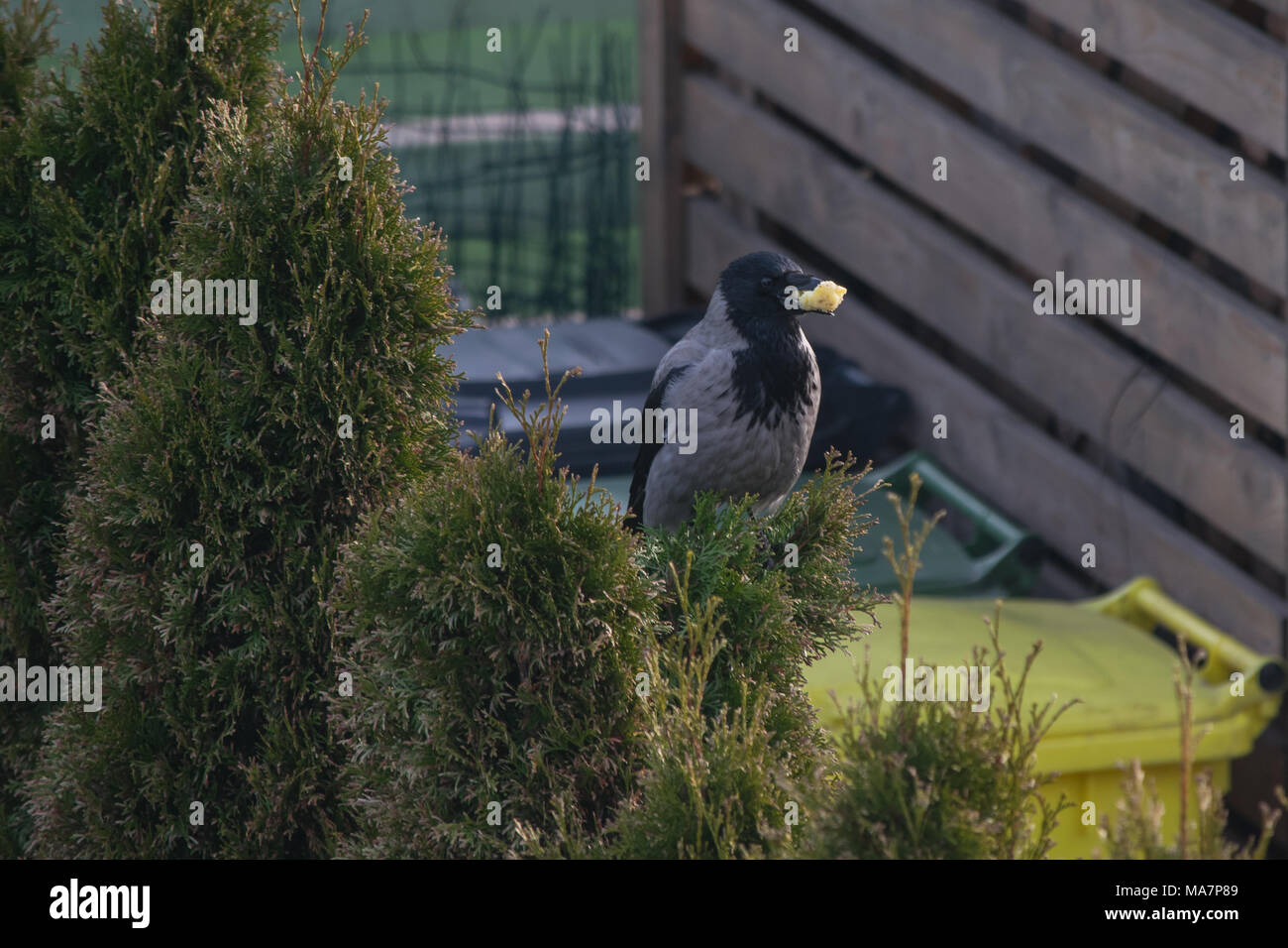 crow with food in his mouth on a tree Stock Photo - Alamy