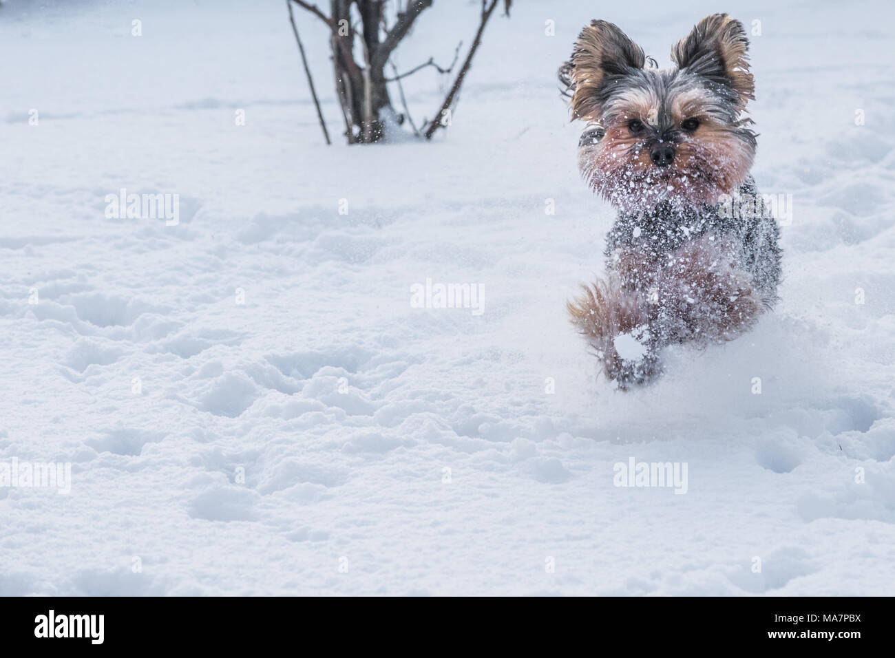 Yorkshire Terrier running in the snow in winter Stock Photo - Alamy