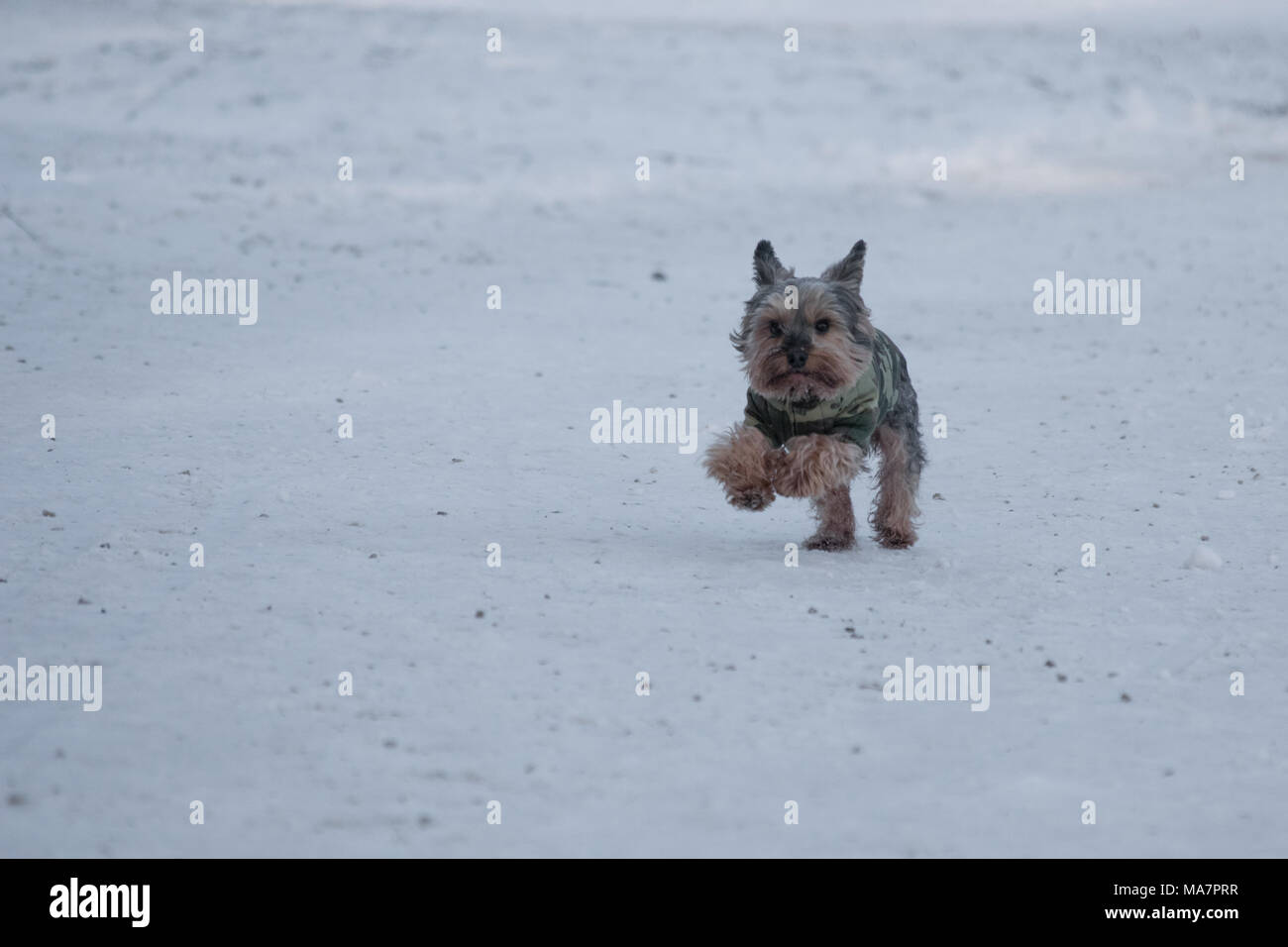 yorkshire terrier running on snow in winter with clothes Stock Photo ...