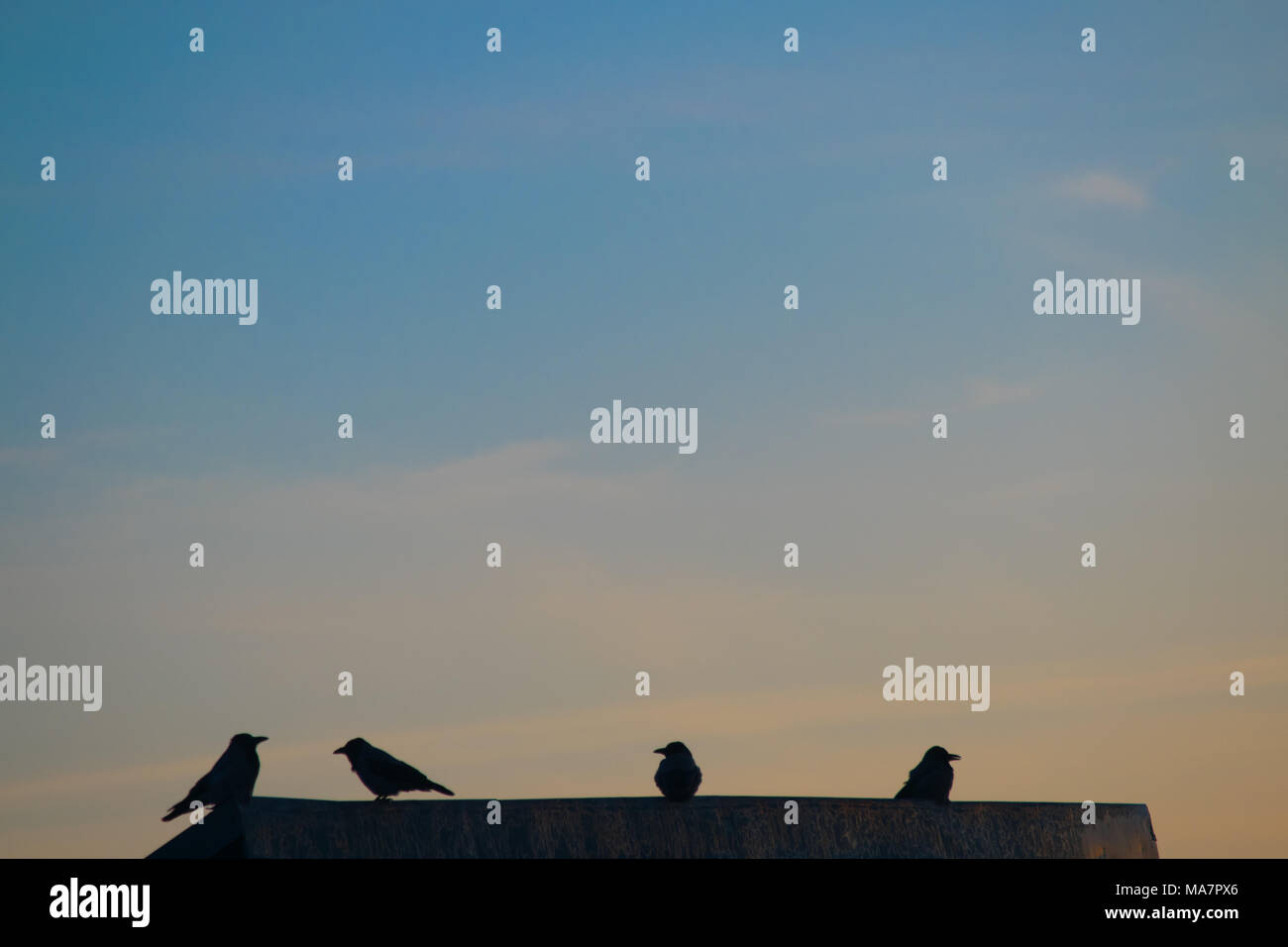 group of birds resting on roof in the morning sunrise Stock Photo - Alamy