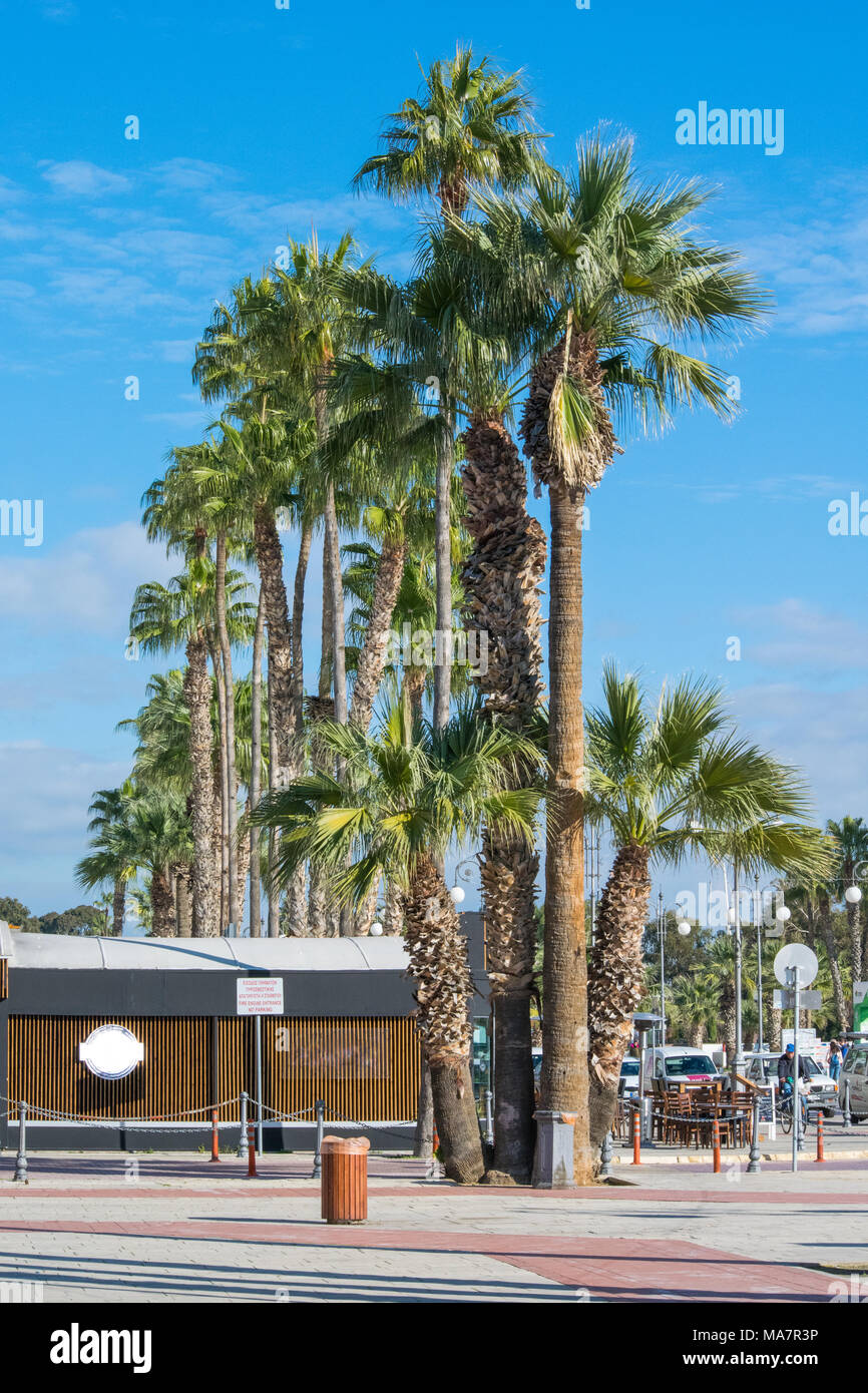 Palm trees in the street hi-res stock photography and images - Alamy