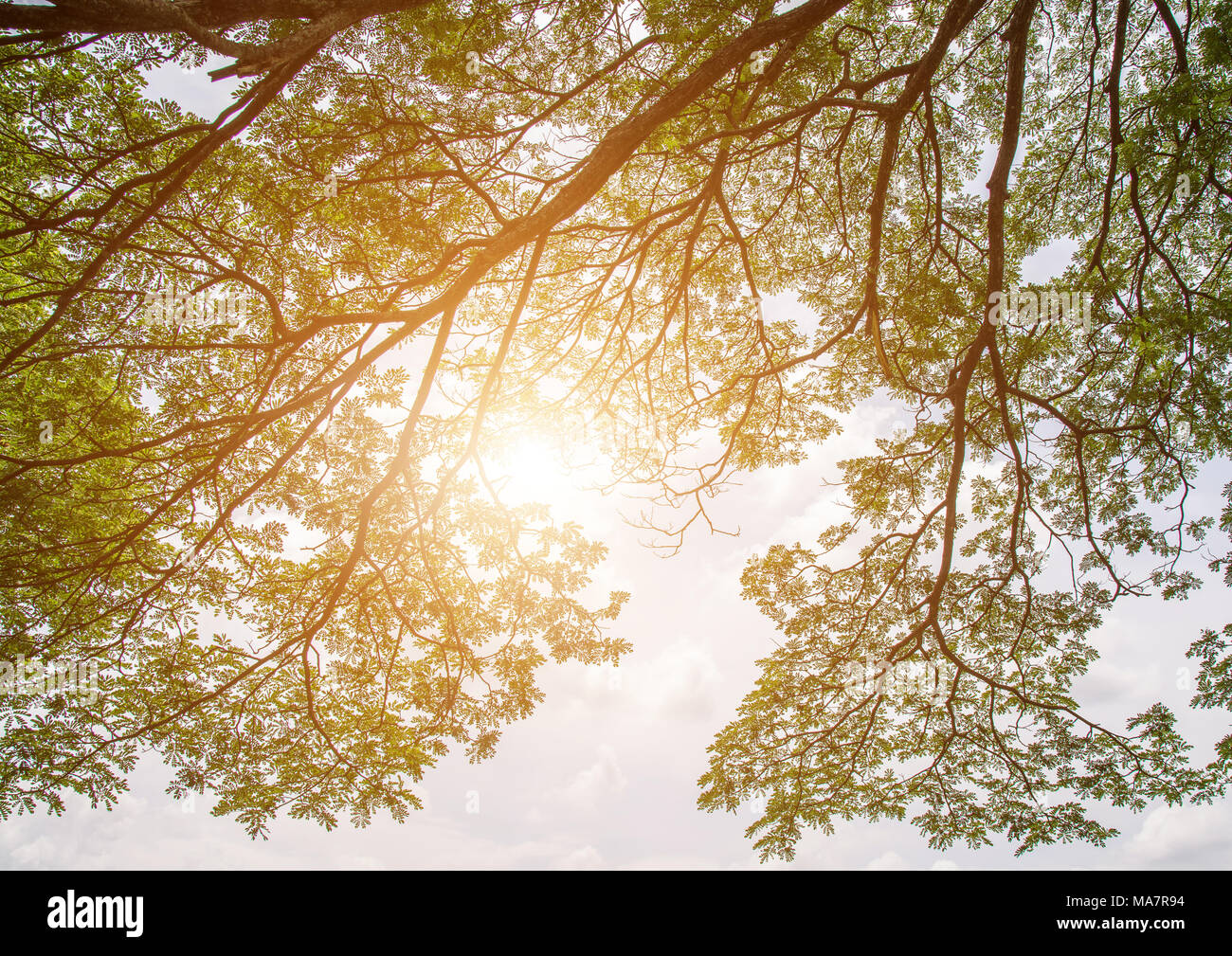 nature green leaf and wood sunlight backgrounds Stock Photo - Alamy