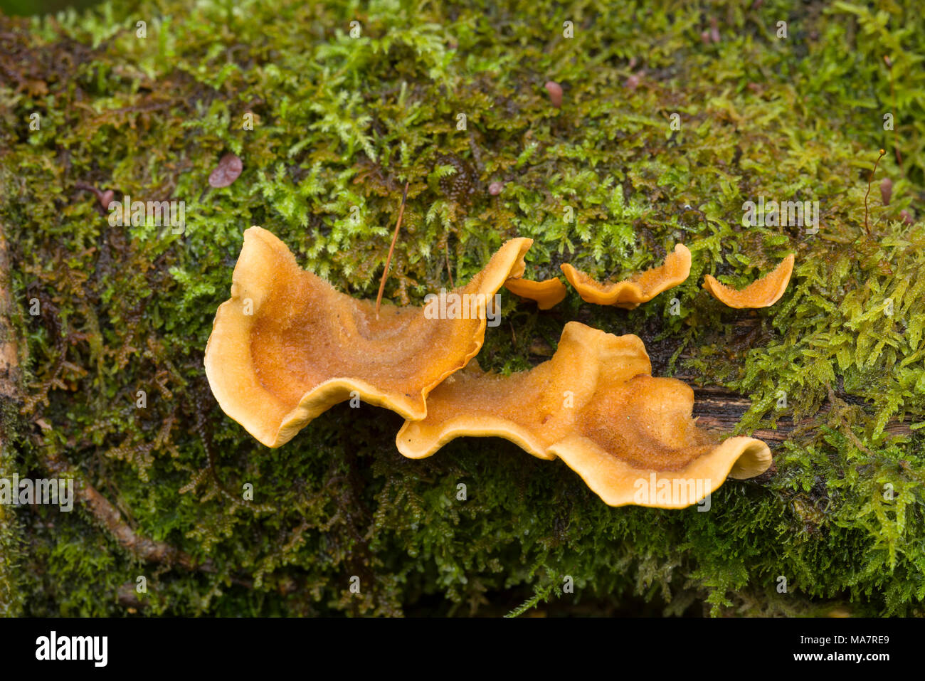 Hairy Curtain Crust (Stereum hirsutum) fungi on a moss covered log in ...
