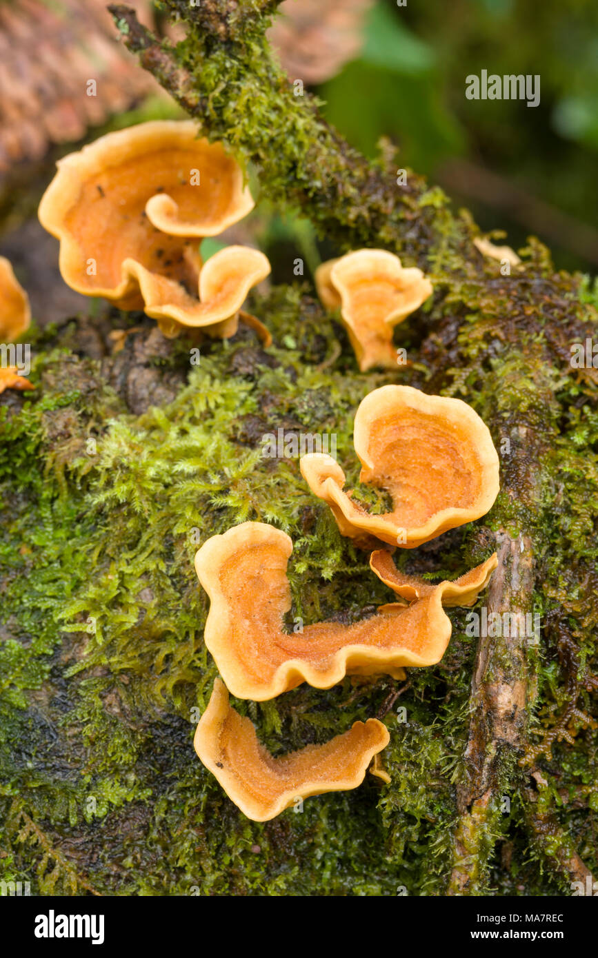 Hairy curtain crust fungus hi-res stock photography and images - Alamy