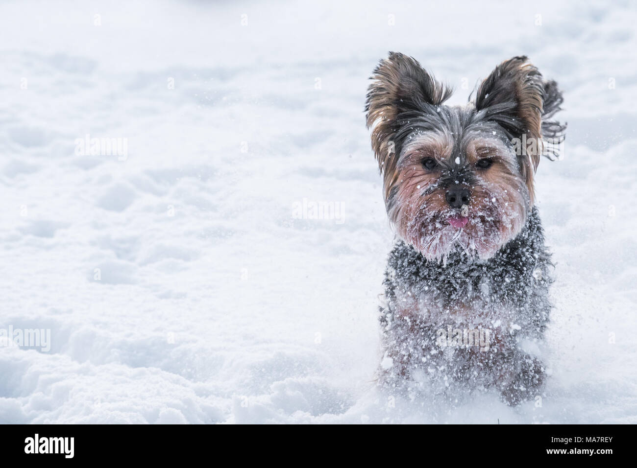yorkie running in the snow in winter Stock Photo - Alamy
